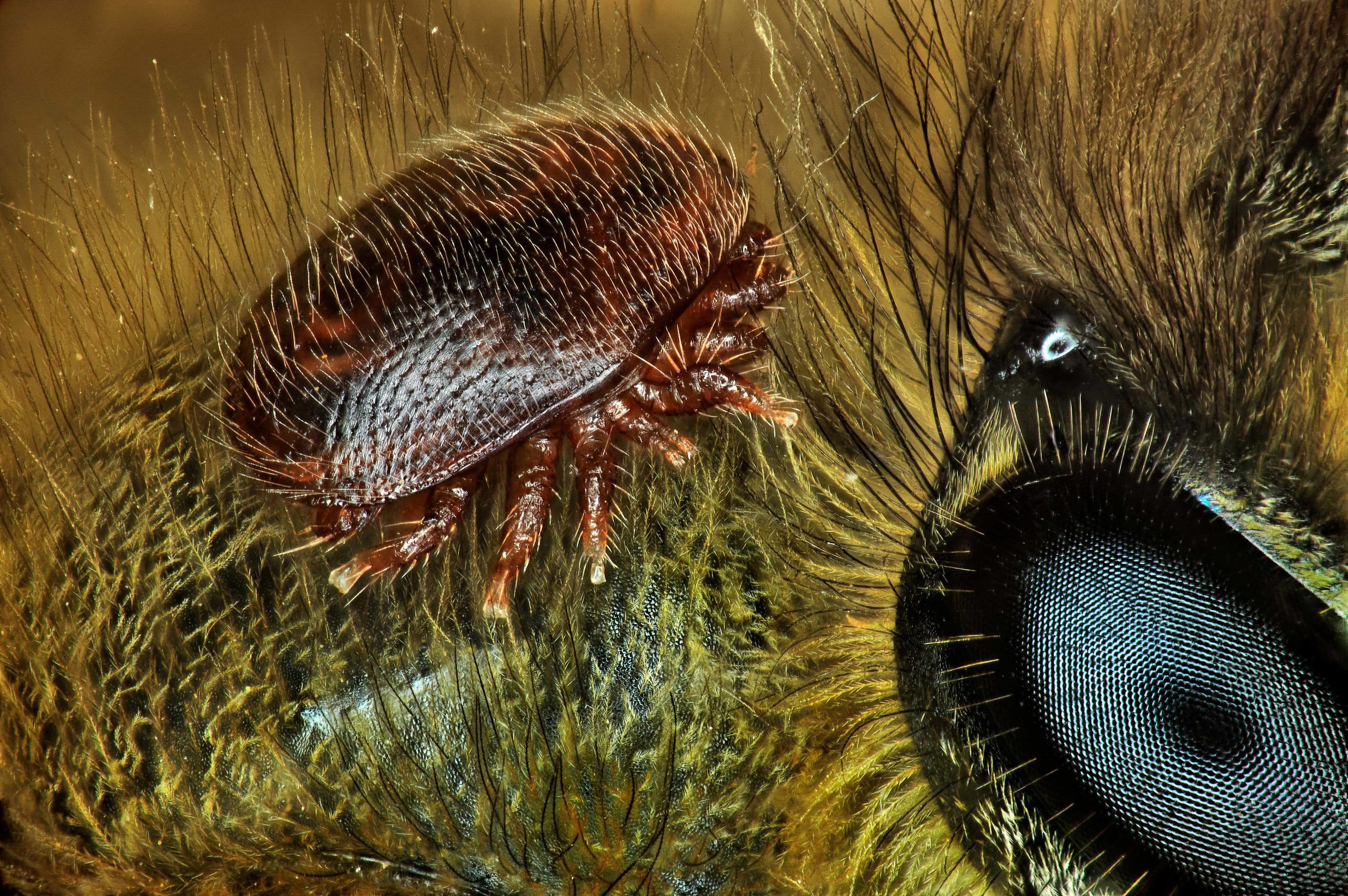 Varroa destructor (mite) on the back of Apis mellifera (honeybee ...