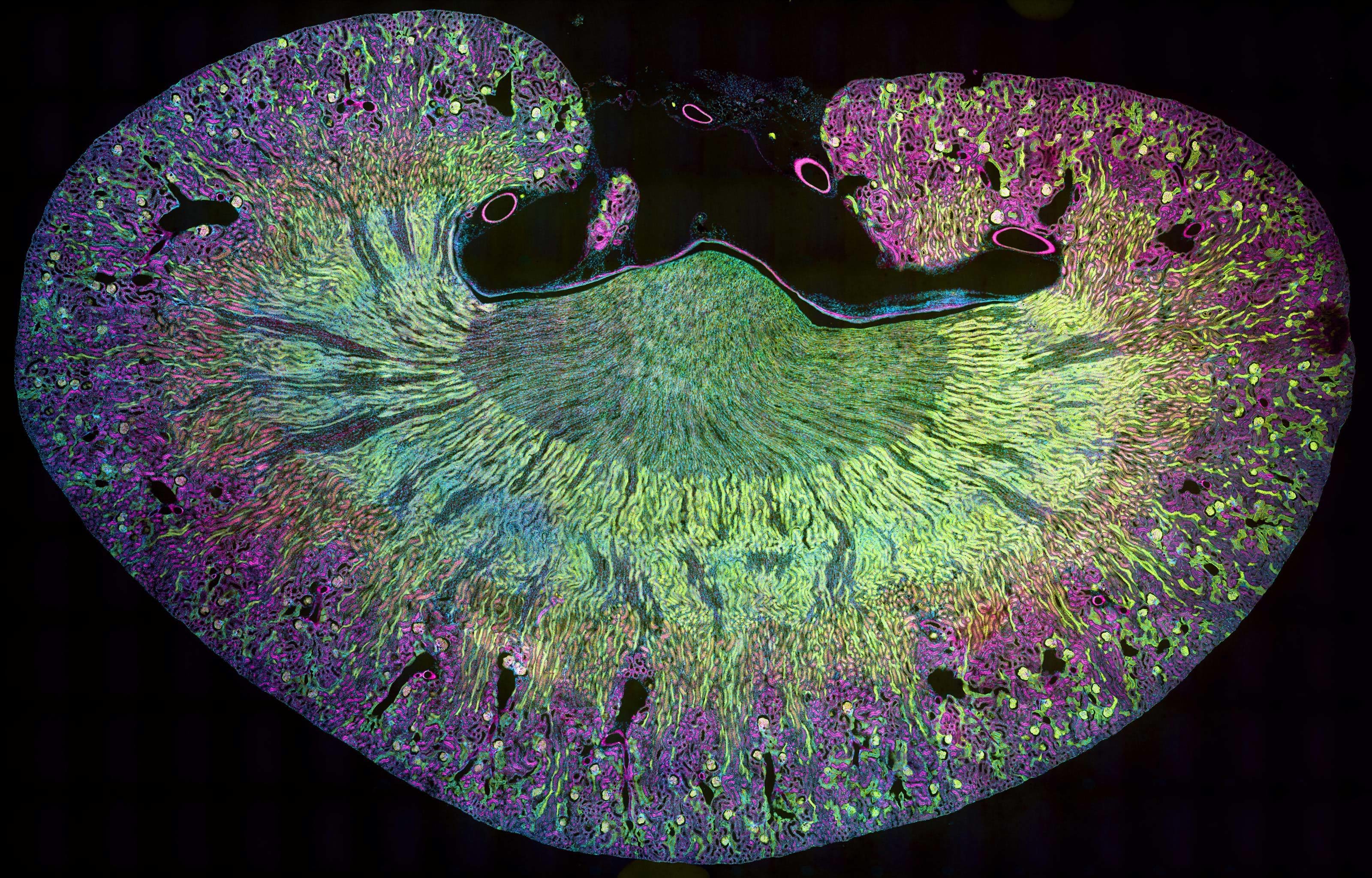 Mouse kidney | Nikon Small World