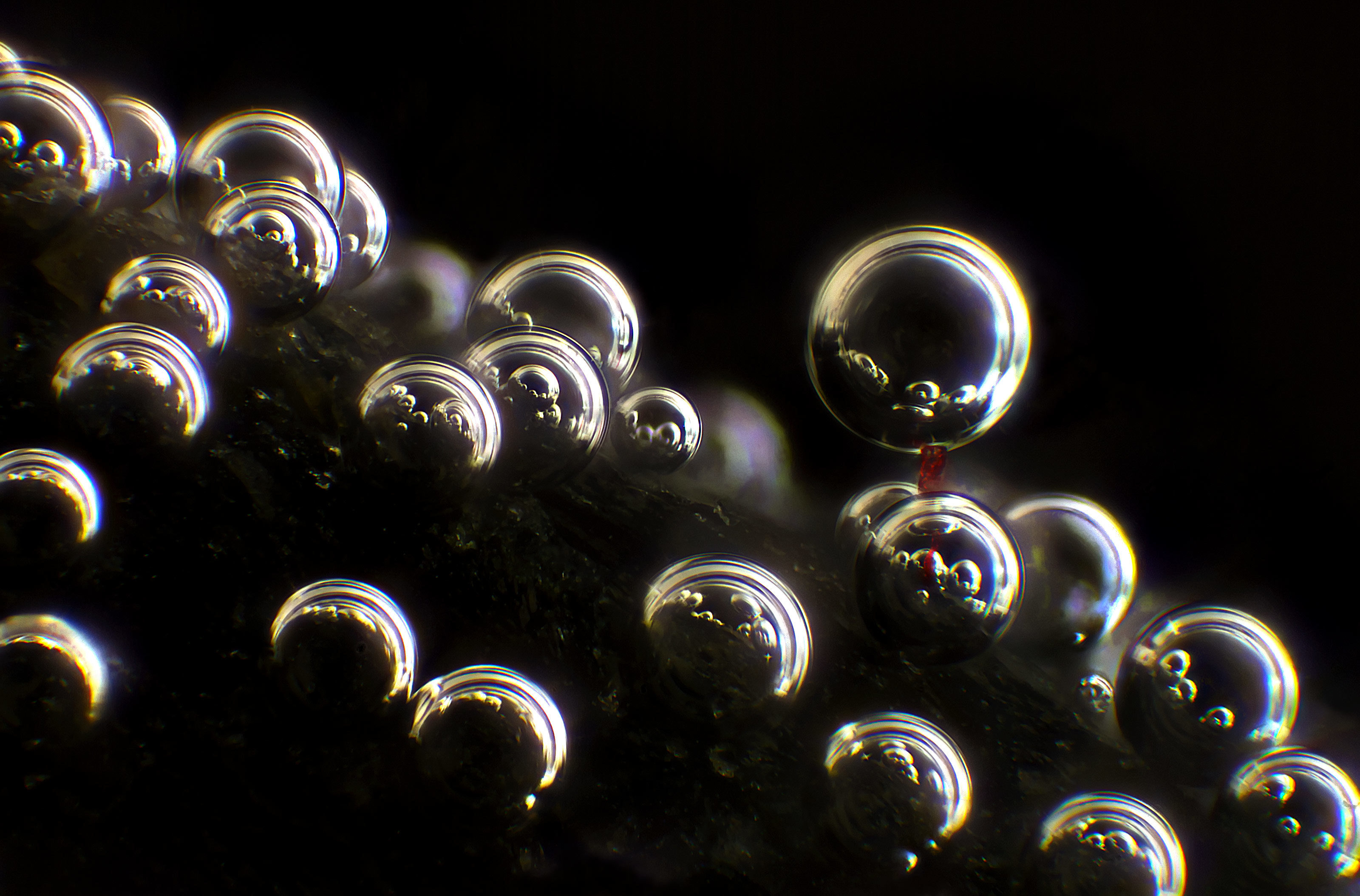 Bubbles and single cloth fiber (red) on a rock surface | Nikon Small World