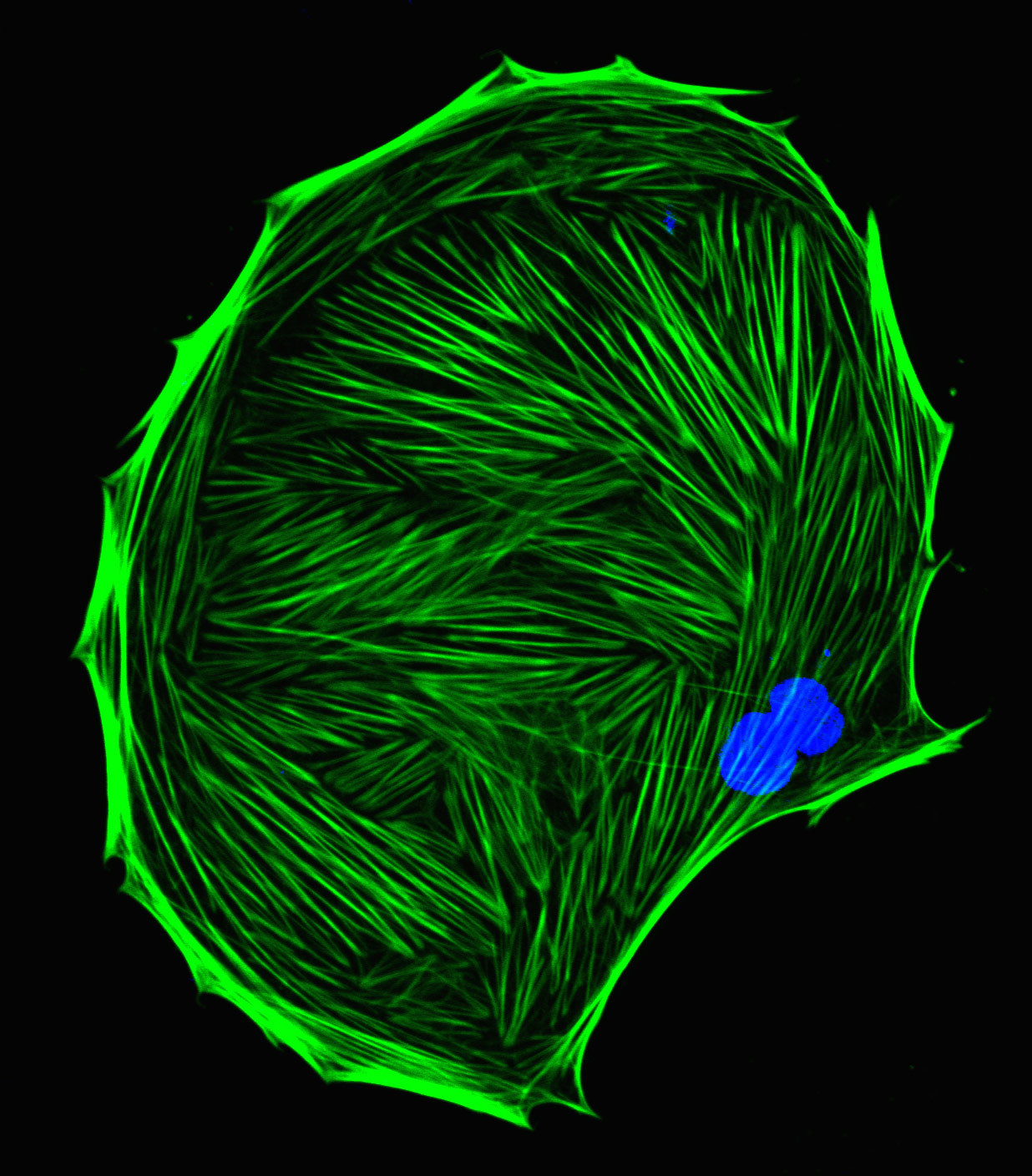 Actin cytoskeletal network inside a multi protoplasmic astrocyte ...
