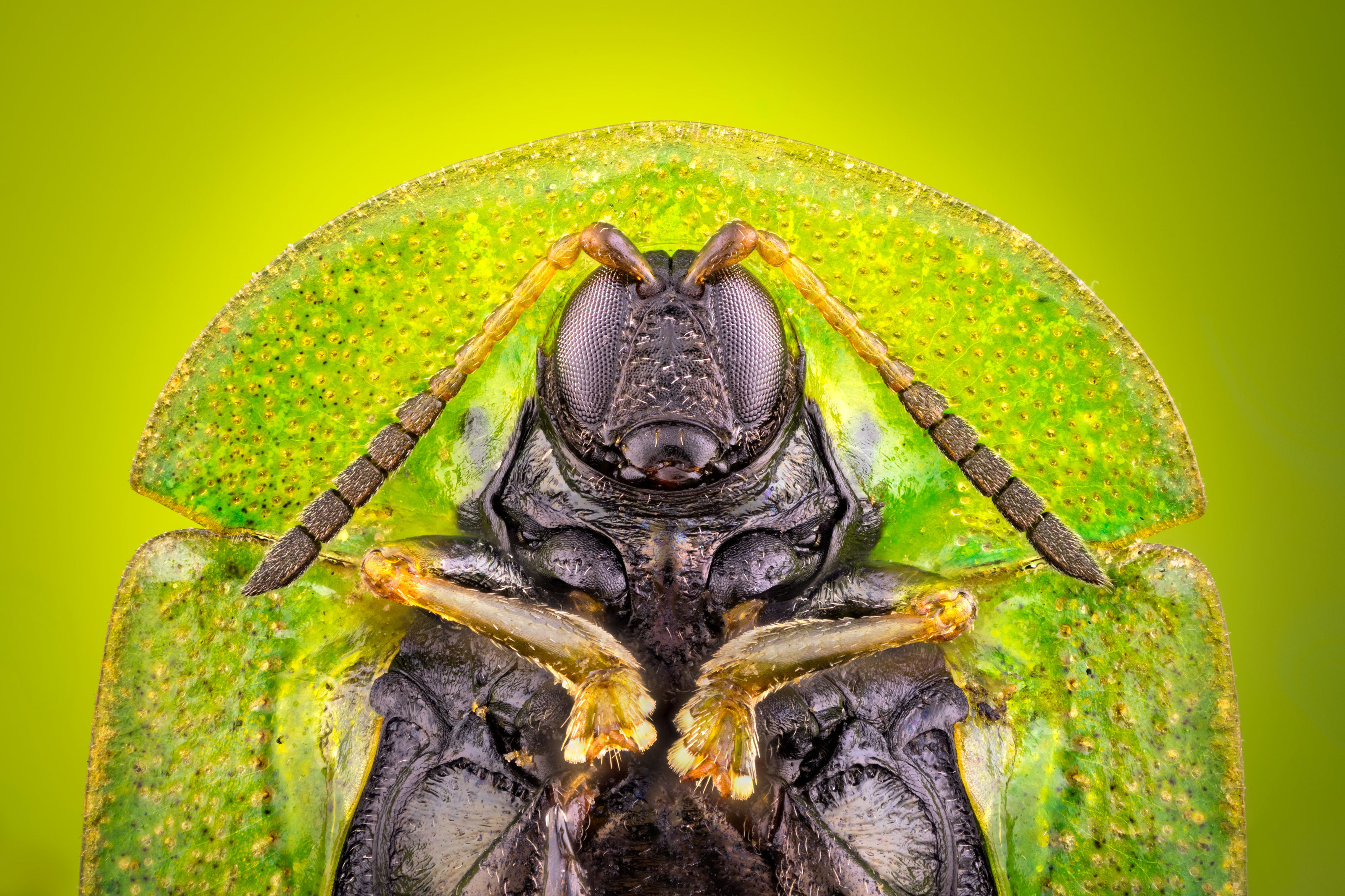 Cassida rubiginosa (thistle tortoise beetle) | Nikon Small World