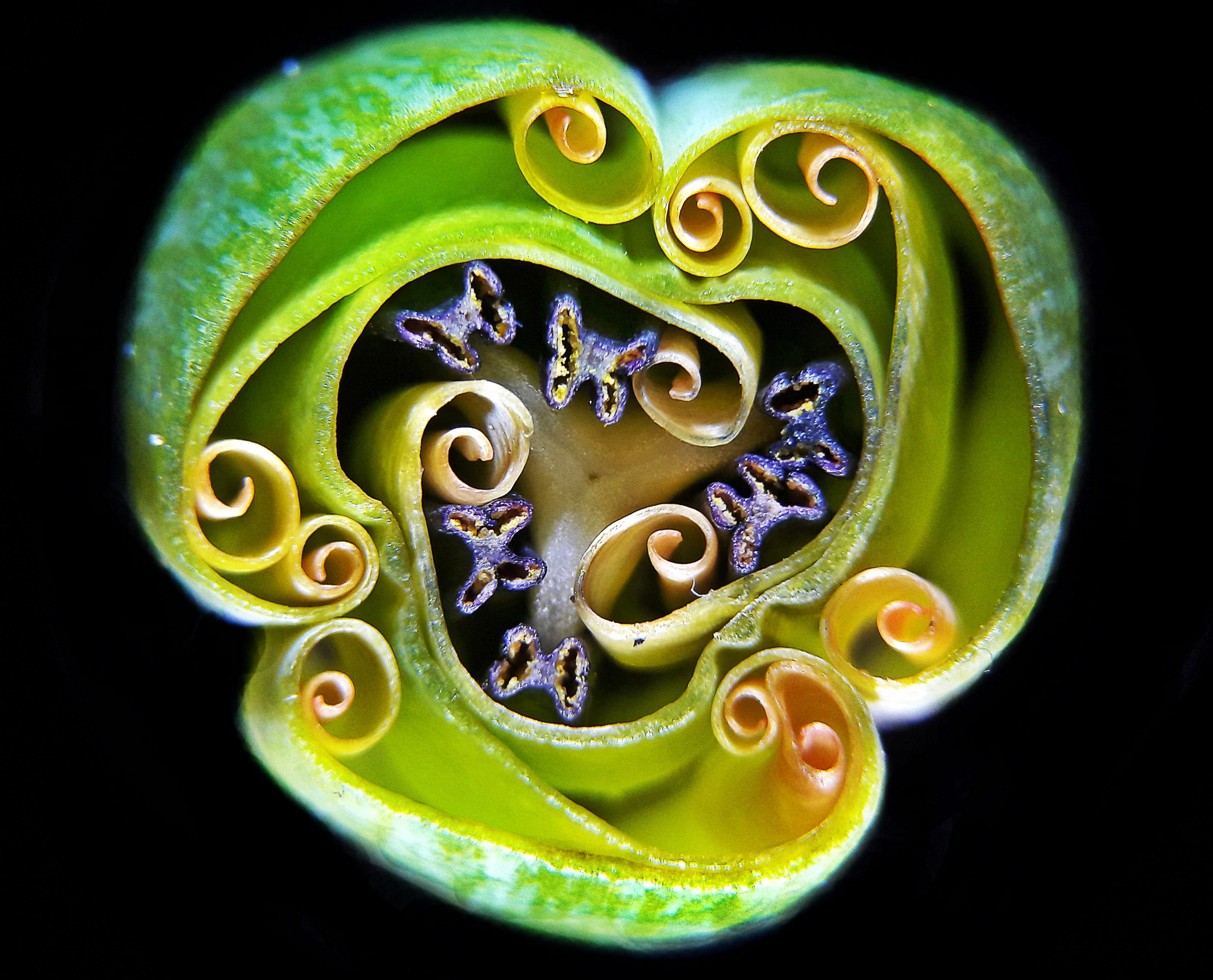 Tulip bud cross section | Nikon Small World