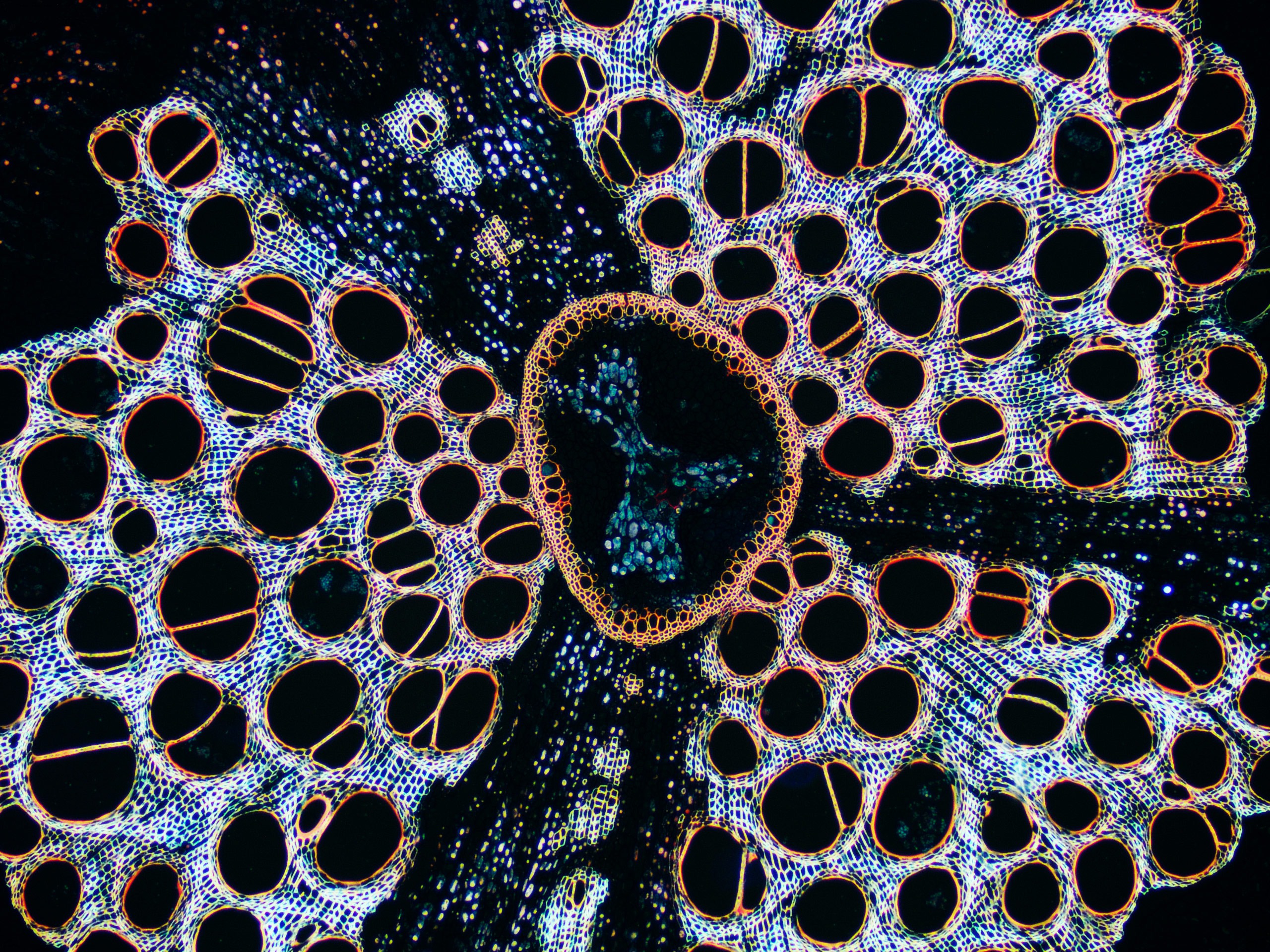 Cross section of the stem of an Ipomoea cairica (morning glory) vine ...