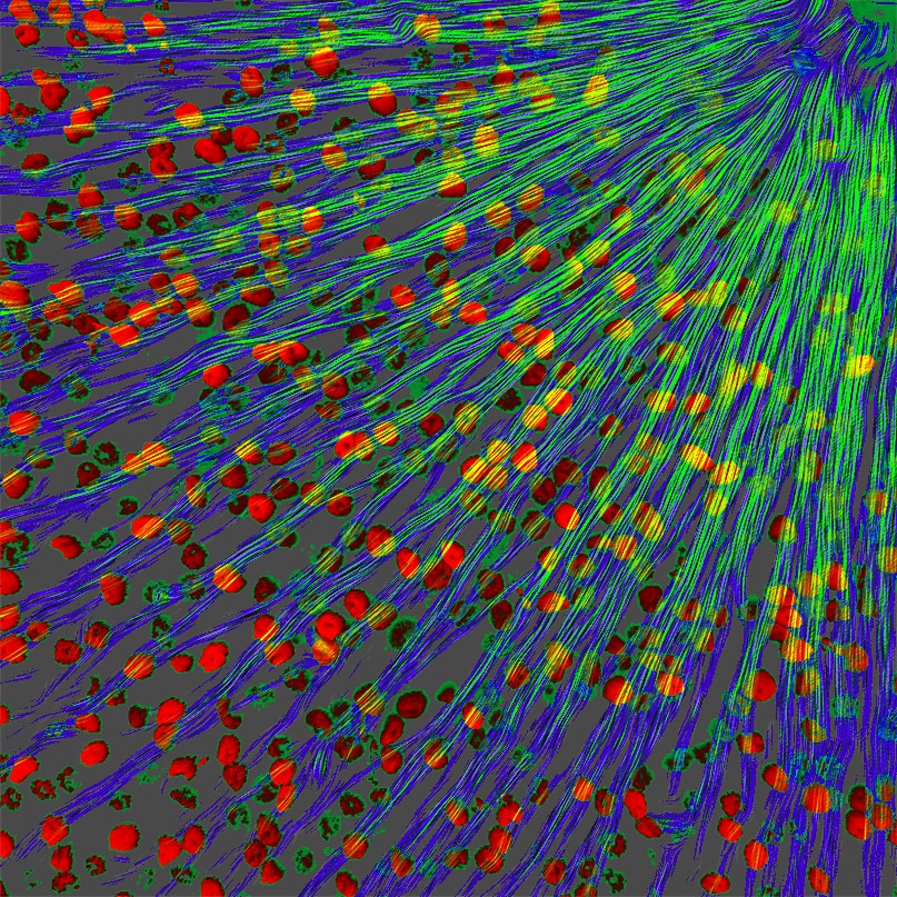 Optic nerve fibers and ganglion cells in mouse retina | Nikon Small World