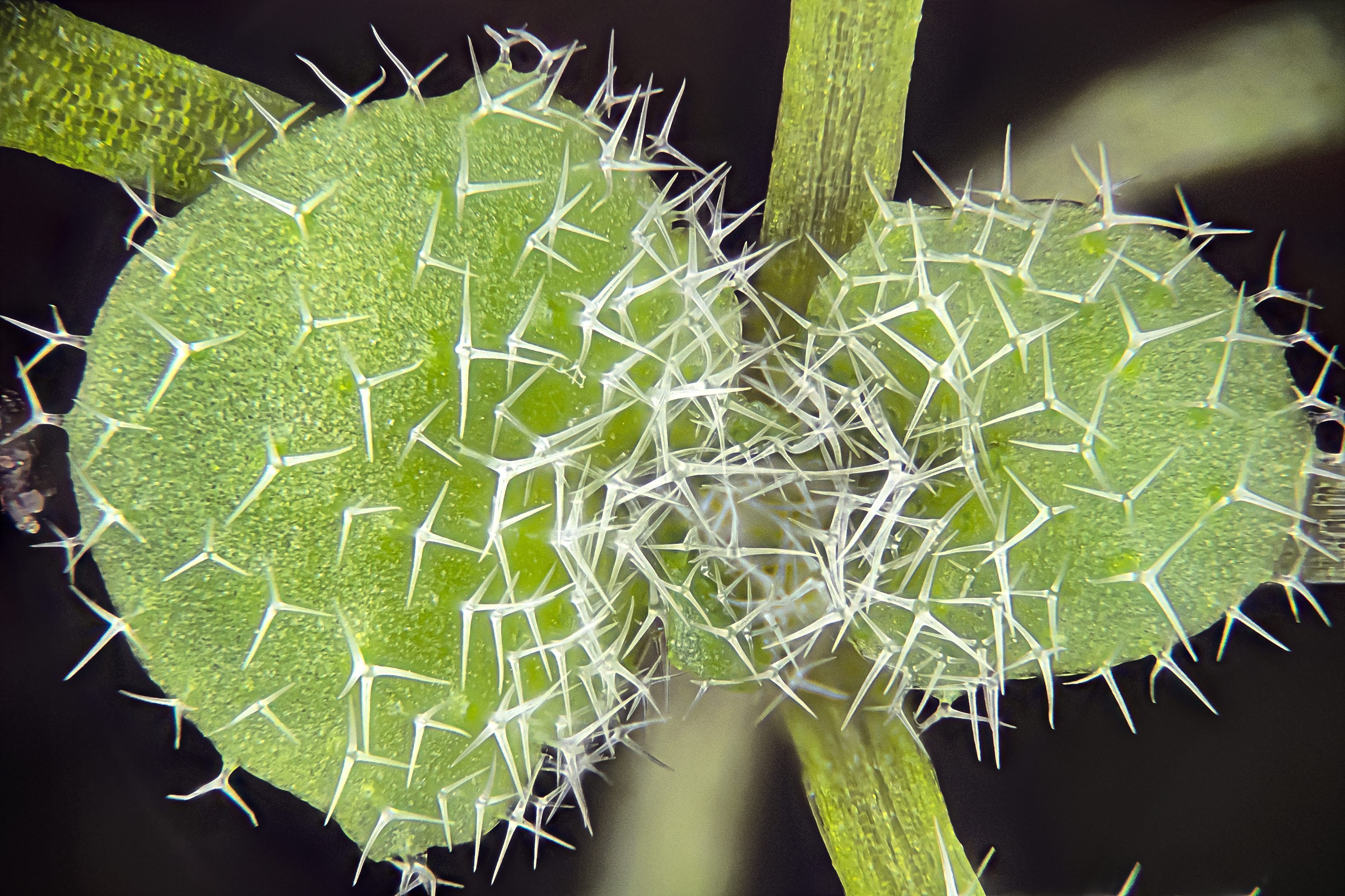Arabidopsis thaliana (thale cress) trichome (hairy appendages) | Nikon ...