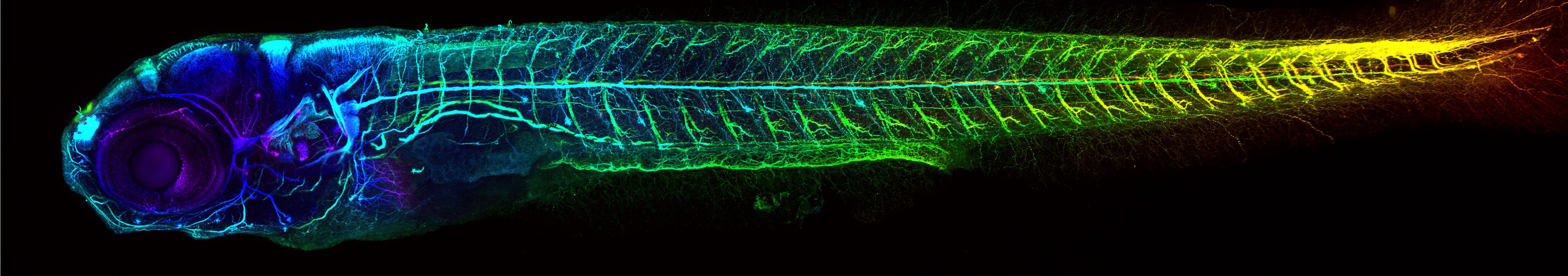 Nervous system in a 5-day old zebrafish larvae | Nikon Small World
