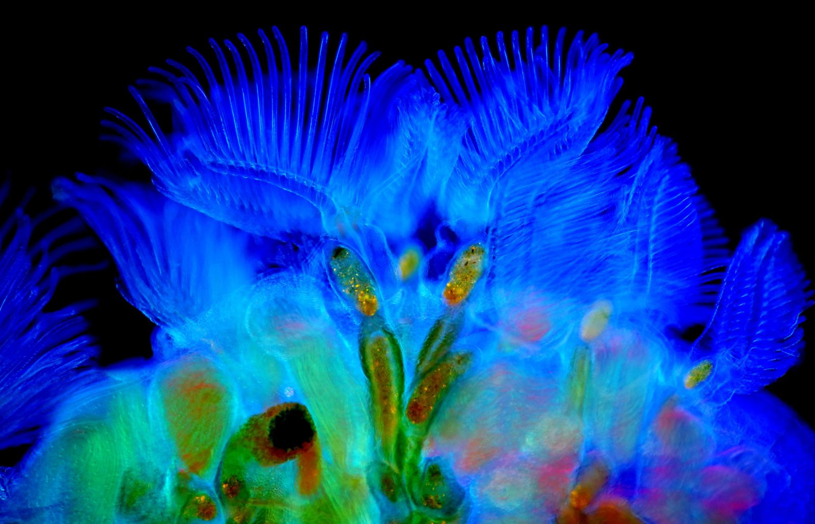 Bryozoans (moss animals) colony | Nikon Small World