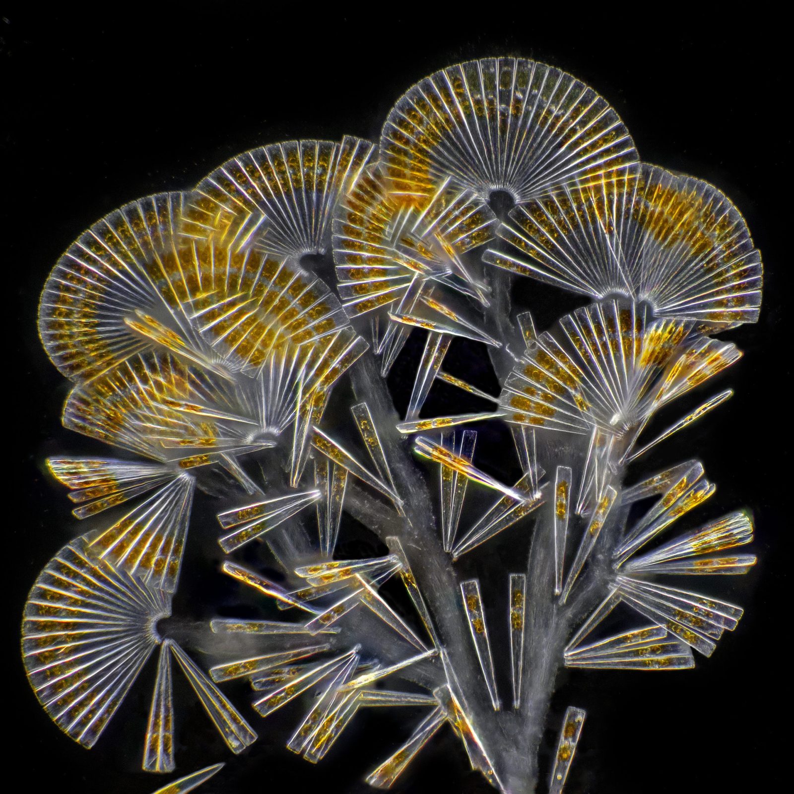 Licmophora flabellata (Colonial diatoms) | Nikon Small World