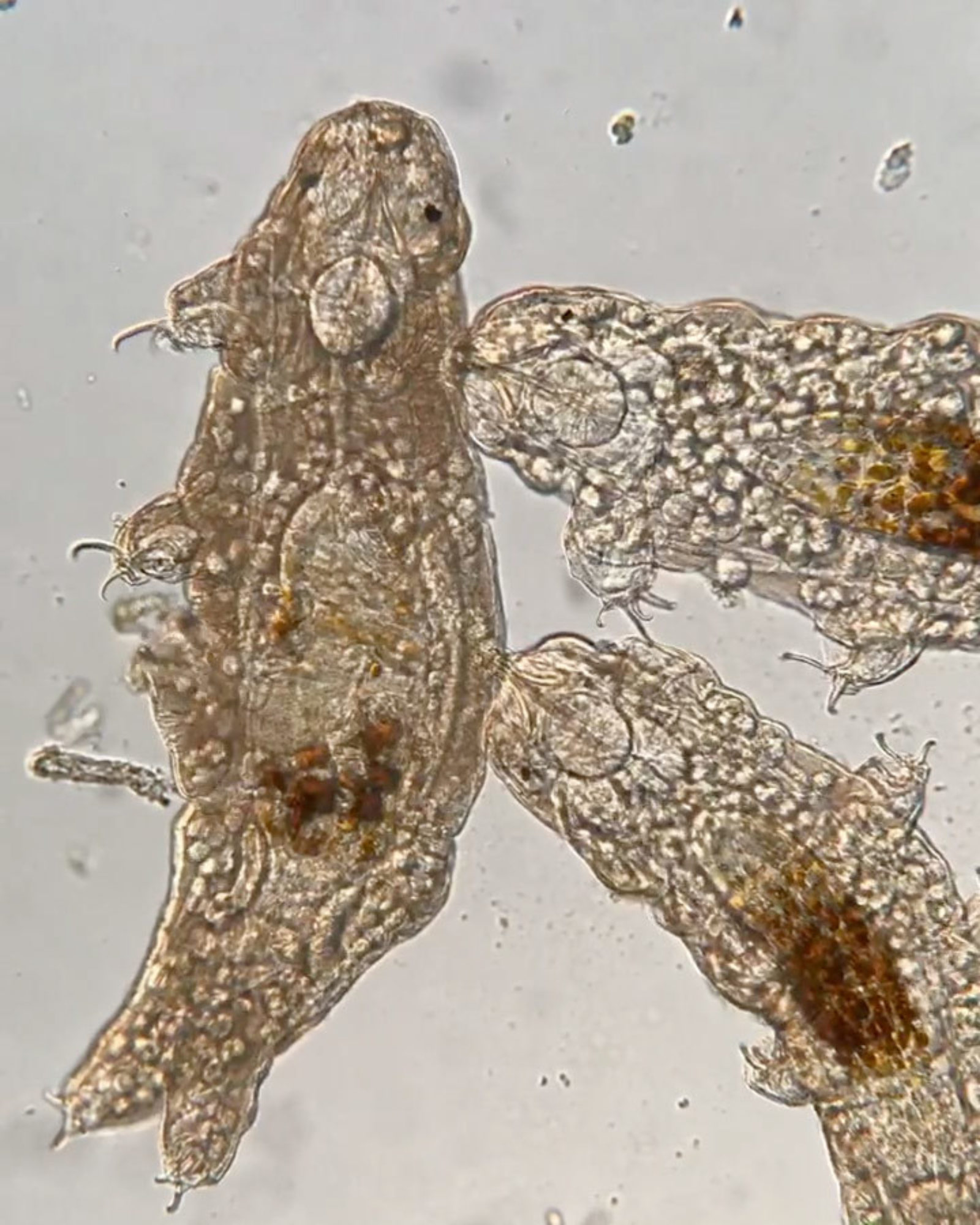 Two freshwater tardigrades feeding on another tardigrade | Nikon Small ...