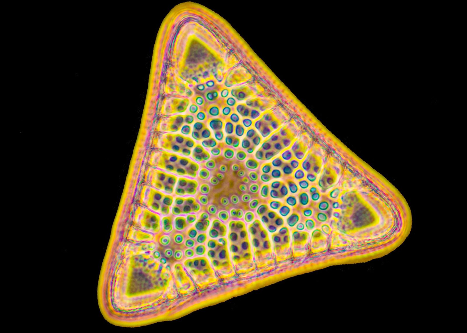 Triceratium morlandii (diatom) | Nikon Small World
