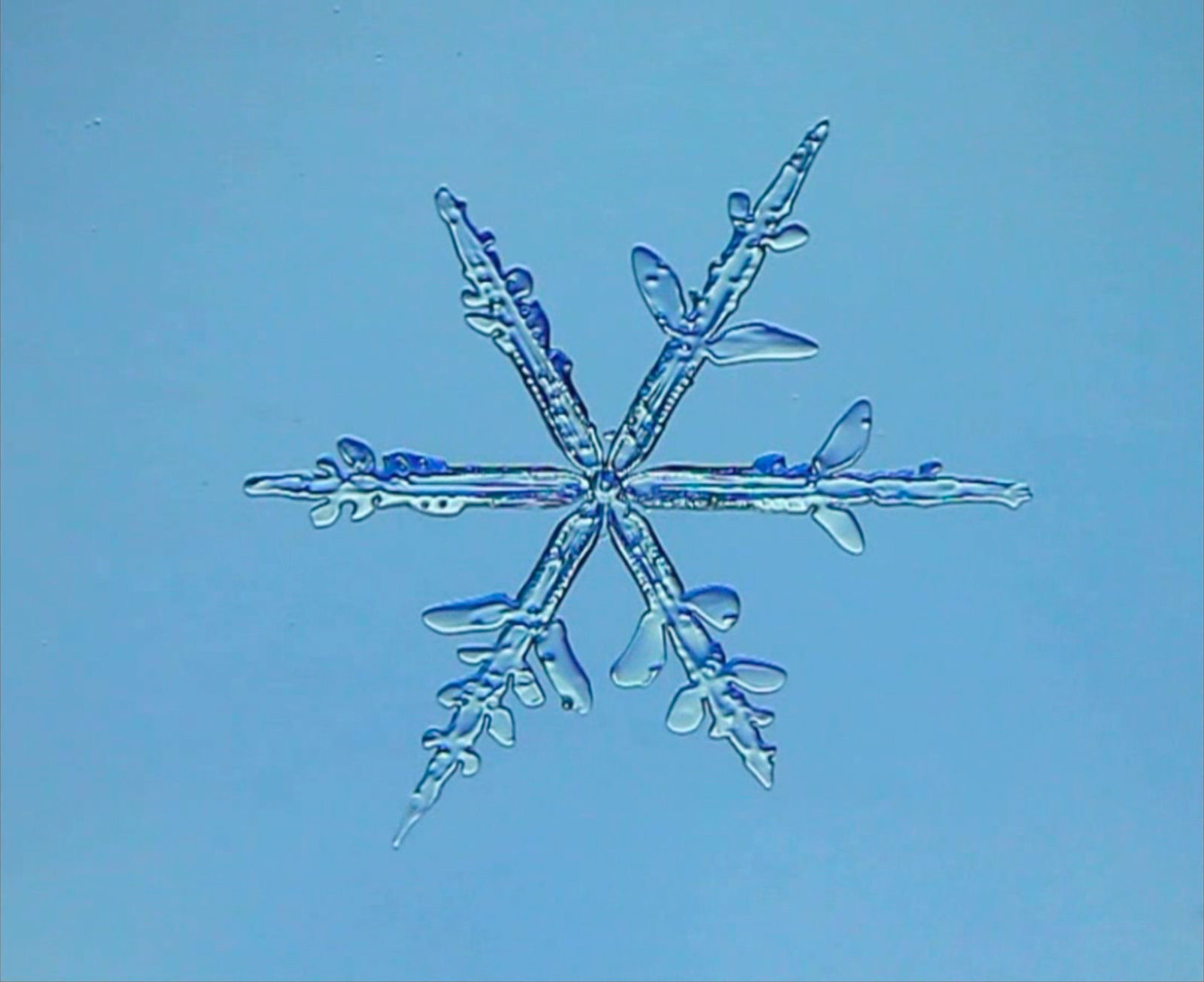 Reversed time-lapse of a sublimating snowflake | Nikon Small World
