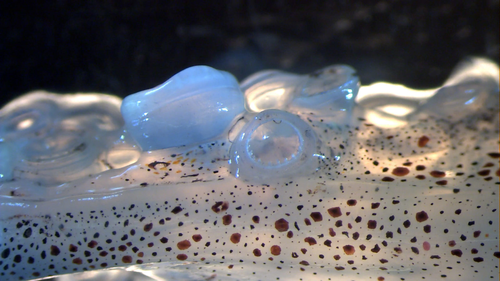 Doryteuthis pealeii (longfin inshore squid) tentacle chromatophores ...