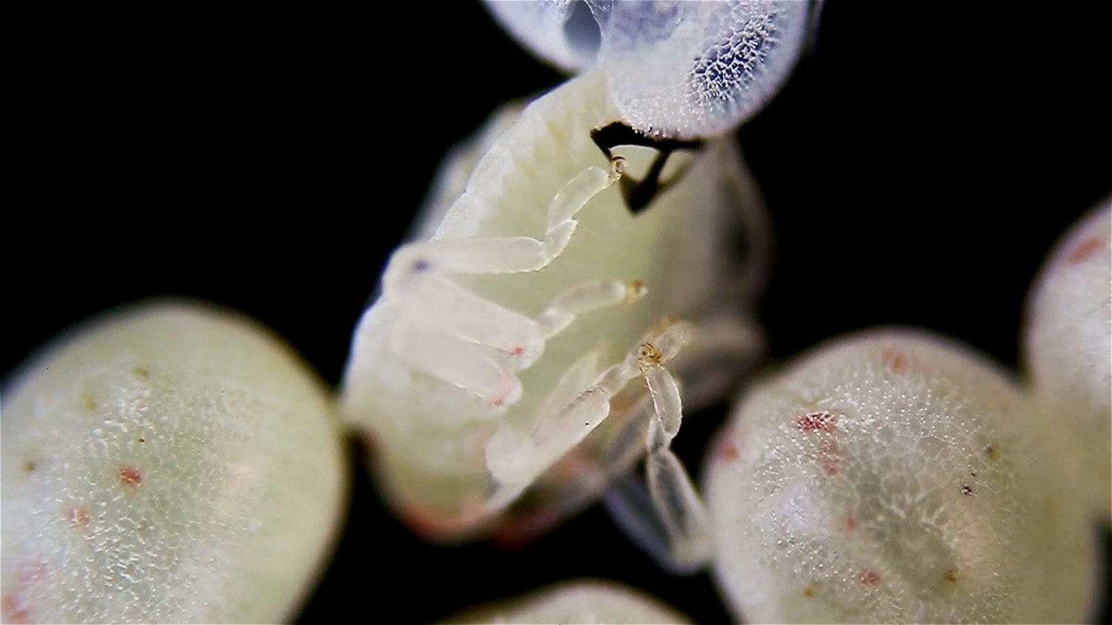 Stink bug hatching from egg | Nikon Small World