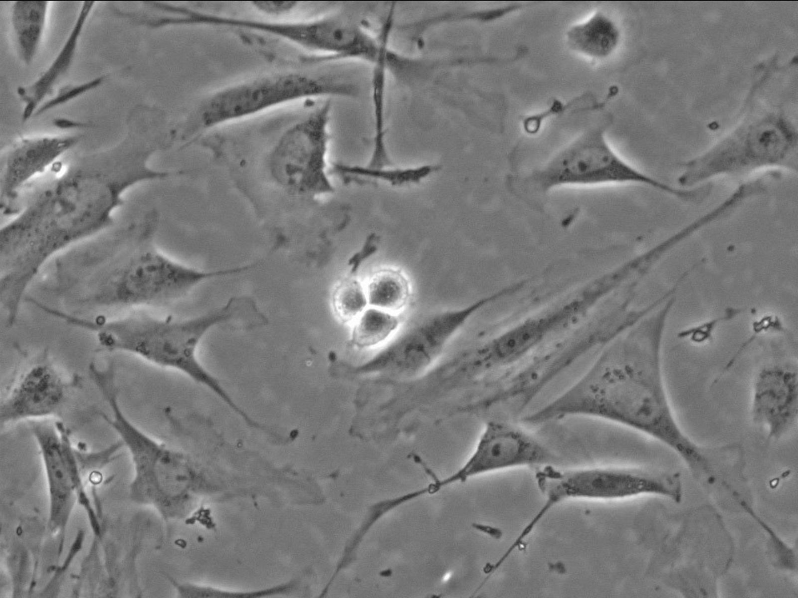 Rare 'trinary' cell division (3 daughter cells) in L6 myoblast culture ...