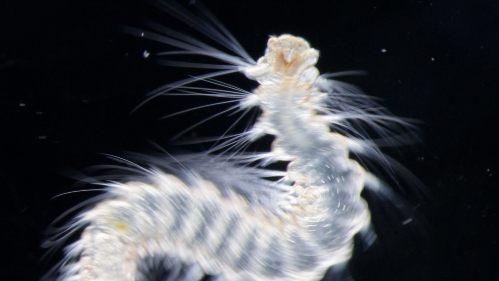 Marine planktonic larva of polychaeta worm | Nikon Small World