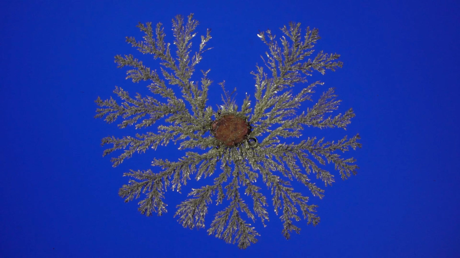 Formation of silver dendrites | Nikon Small World