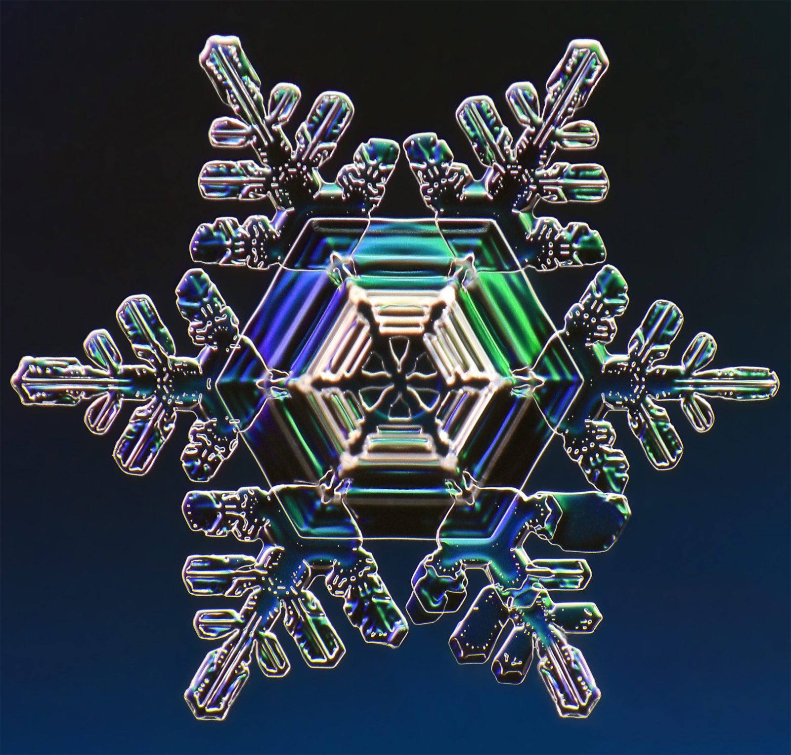 Snowflake | Nikon Small World