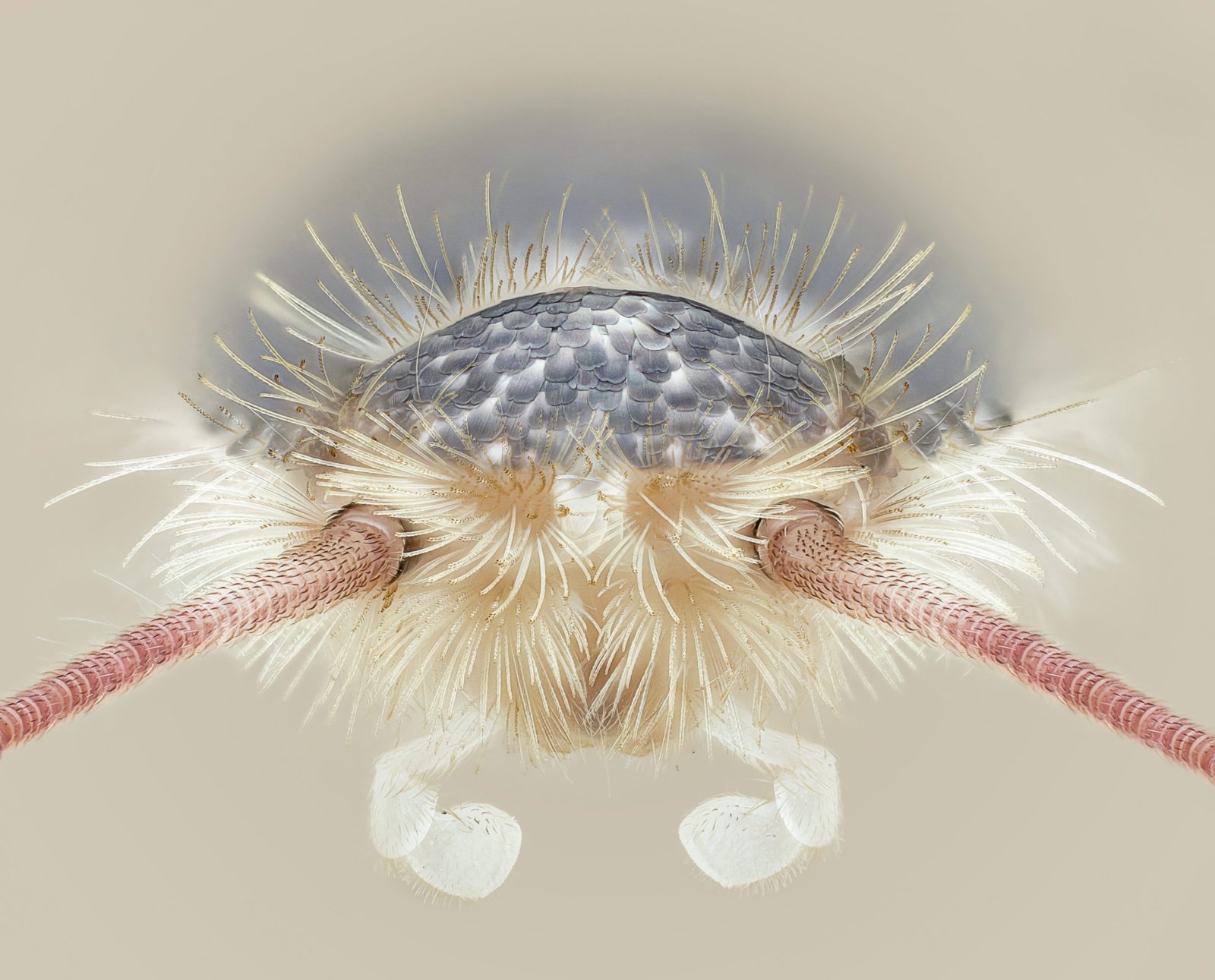 Lepisma saccharina (silverfish) | Nikon Small World