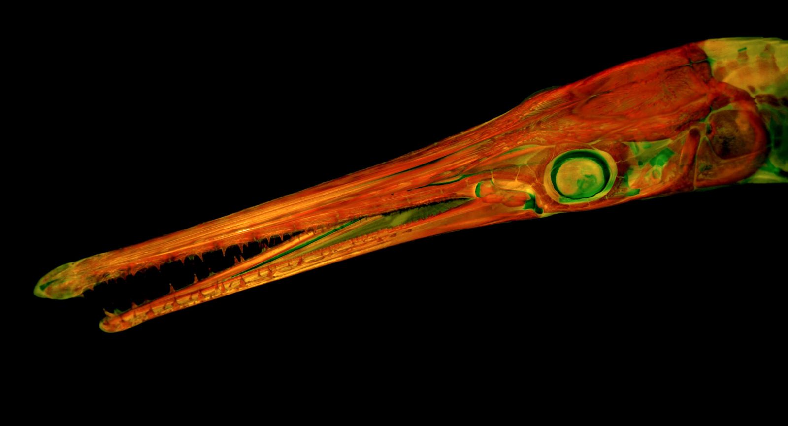 Fluorescently stained skull of a Lepisosteus osseous (longnose gar ...