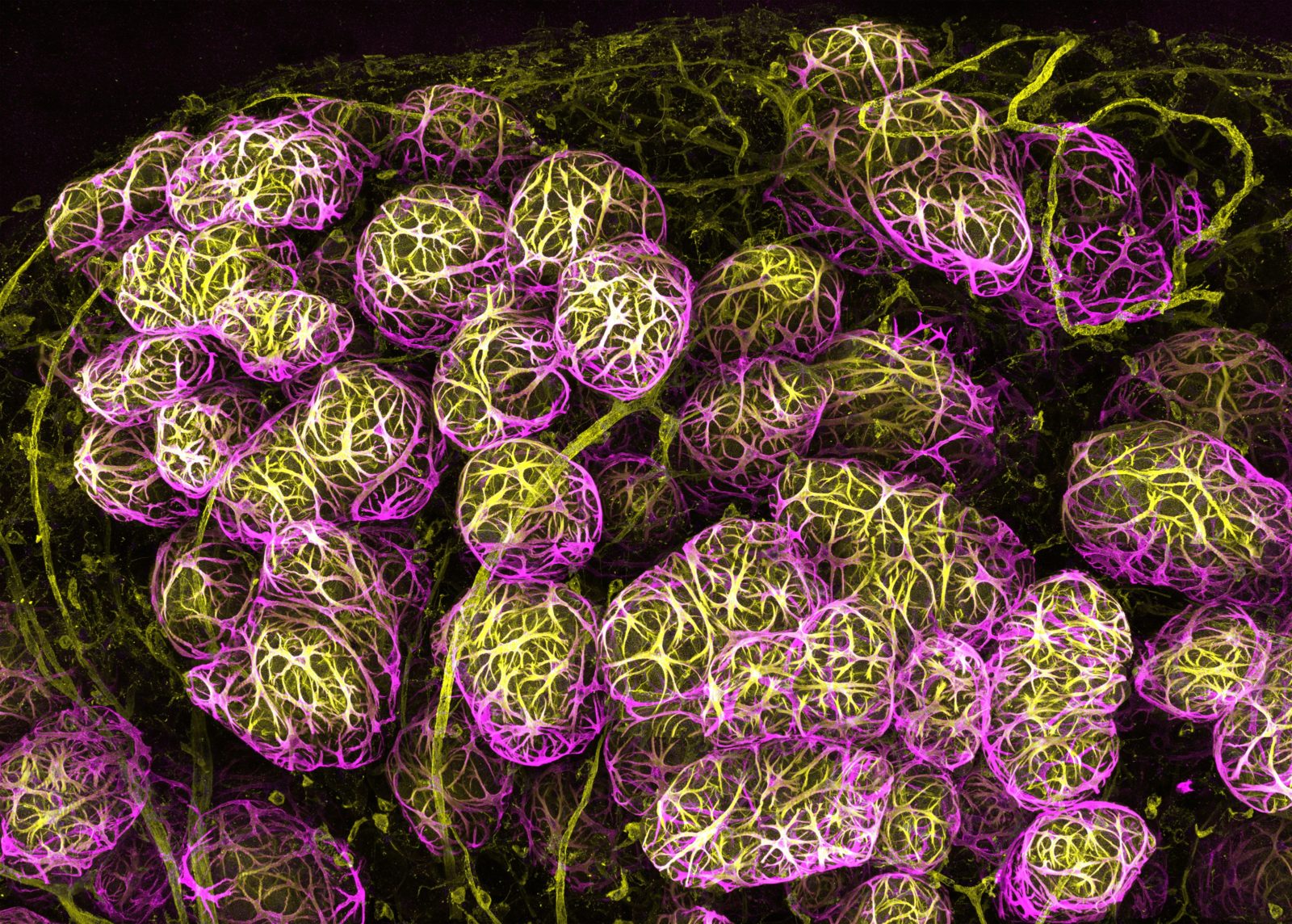 Myoepithelial cells wrapped around milk-producing alveoli in a ...