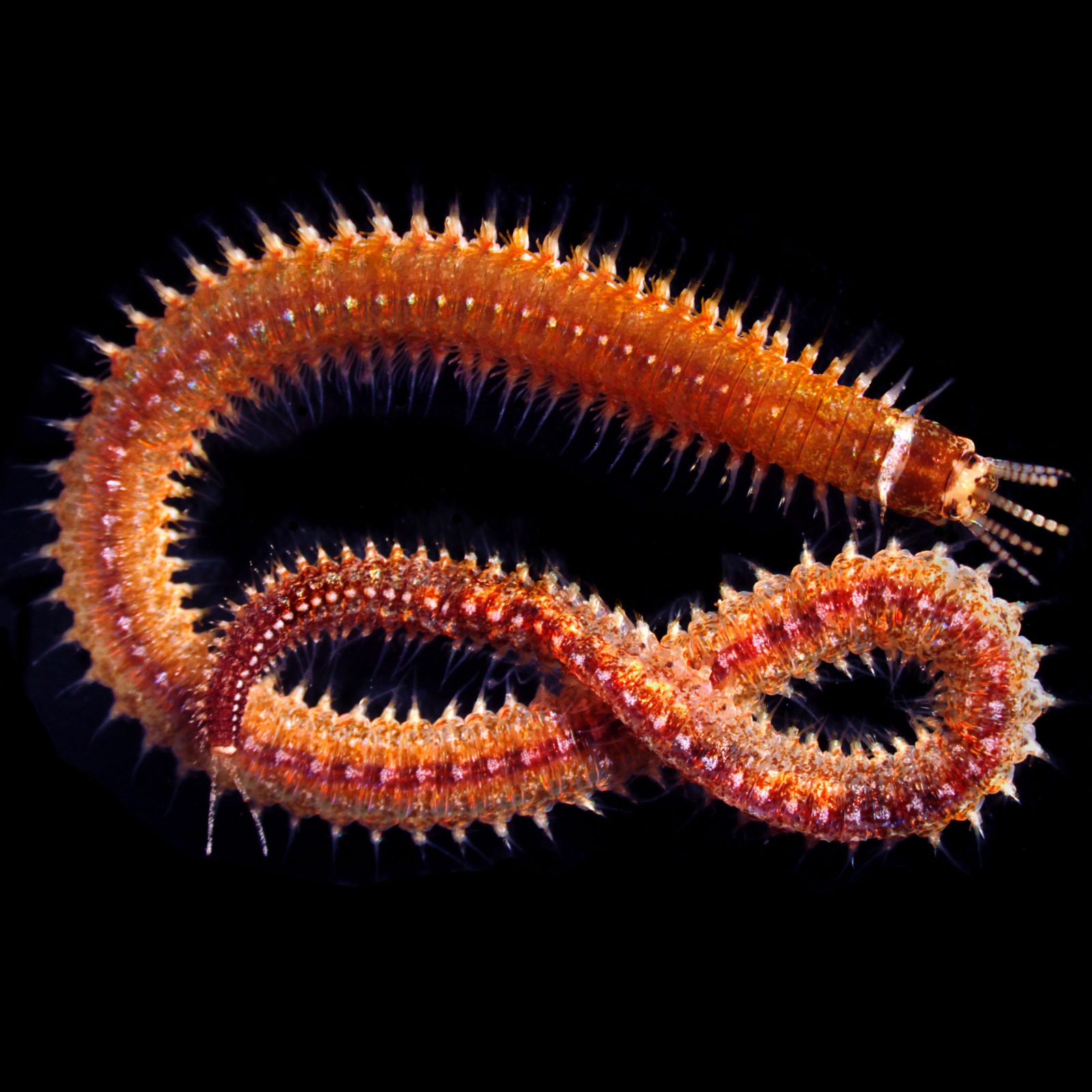 Eunice sp. (annelid worm) | Nikon Small World