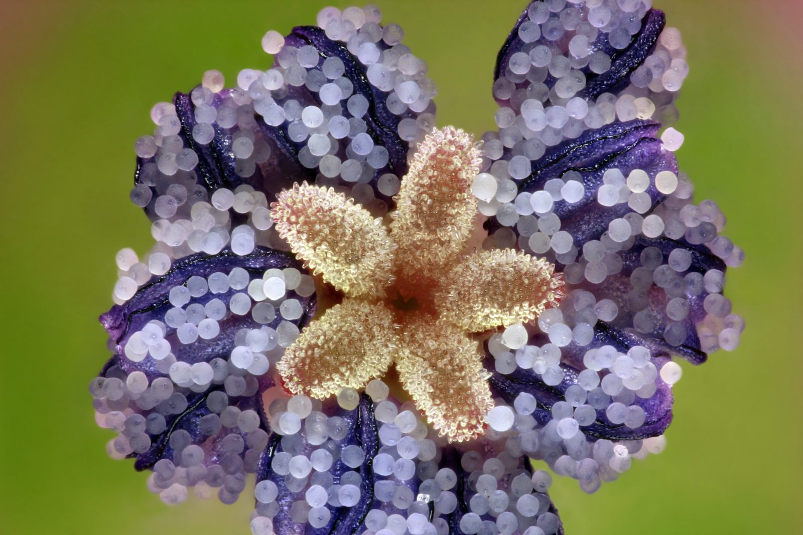 Heart of Geranium dissectum | Nikon Small World