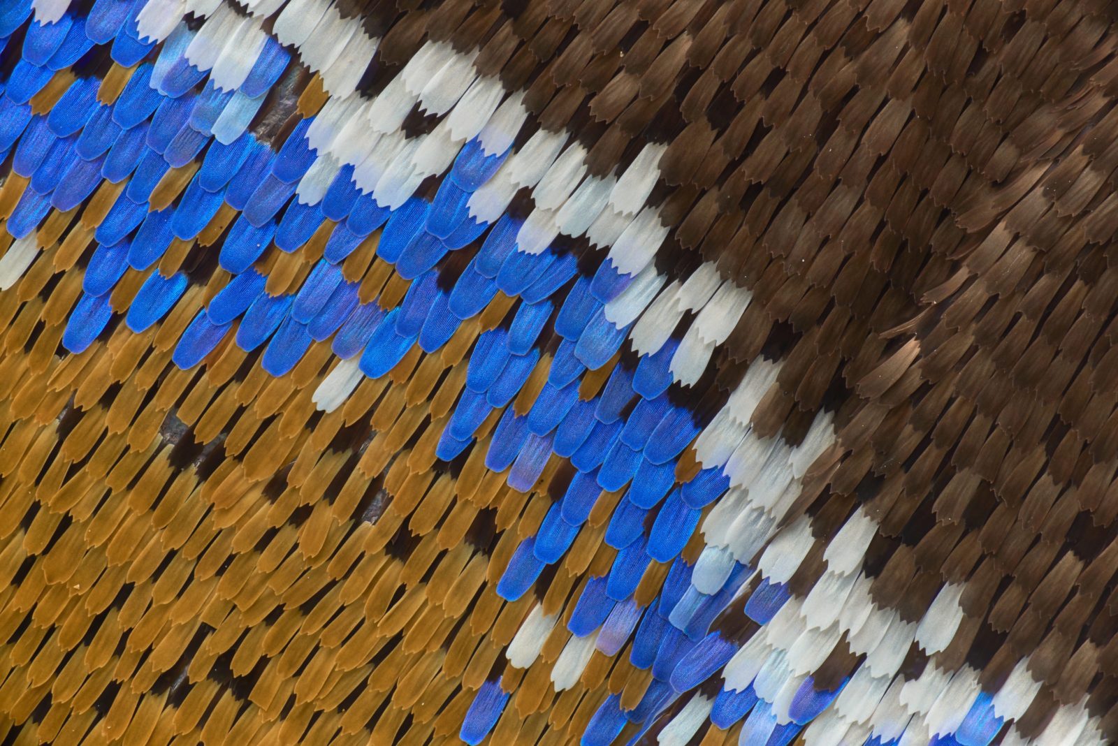 Papilio Ulysses (Blue emperor butterfly) Scales | Nikon Small World