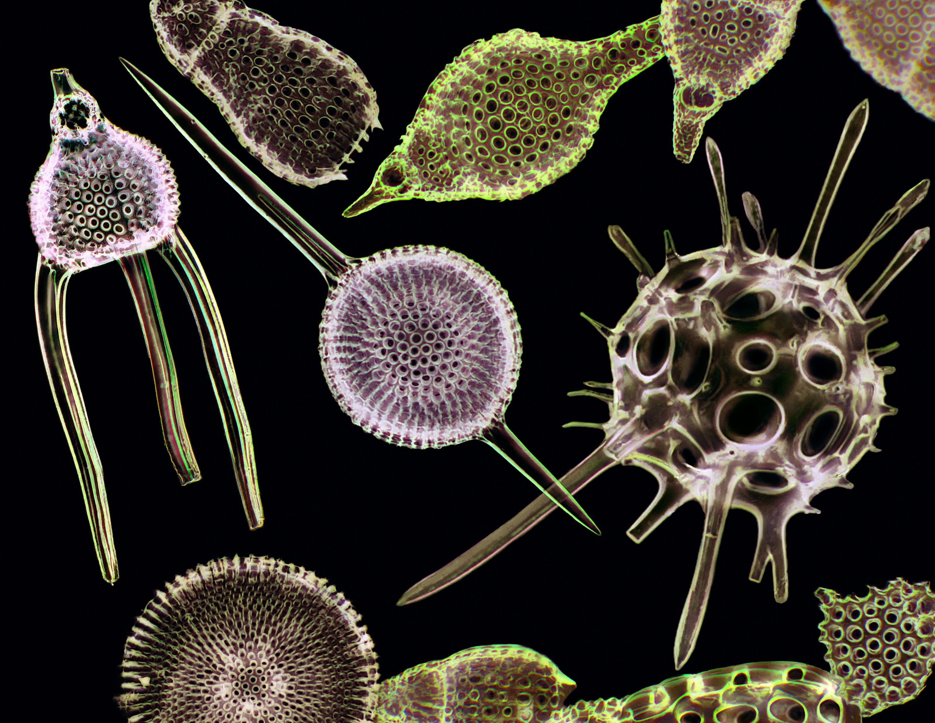 Glasslike Polycystina skeletons (planktonic protozoan) | Nikon Small World