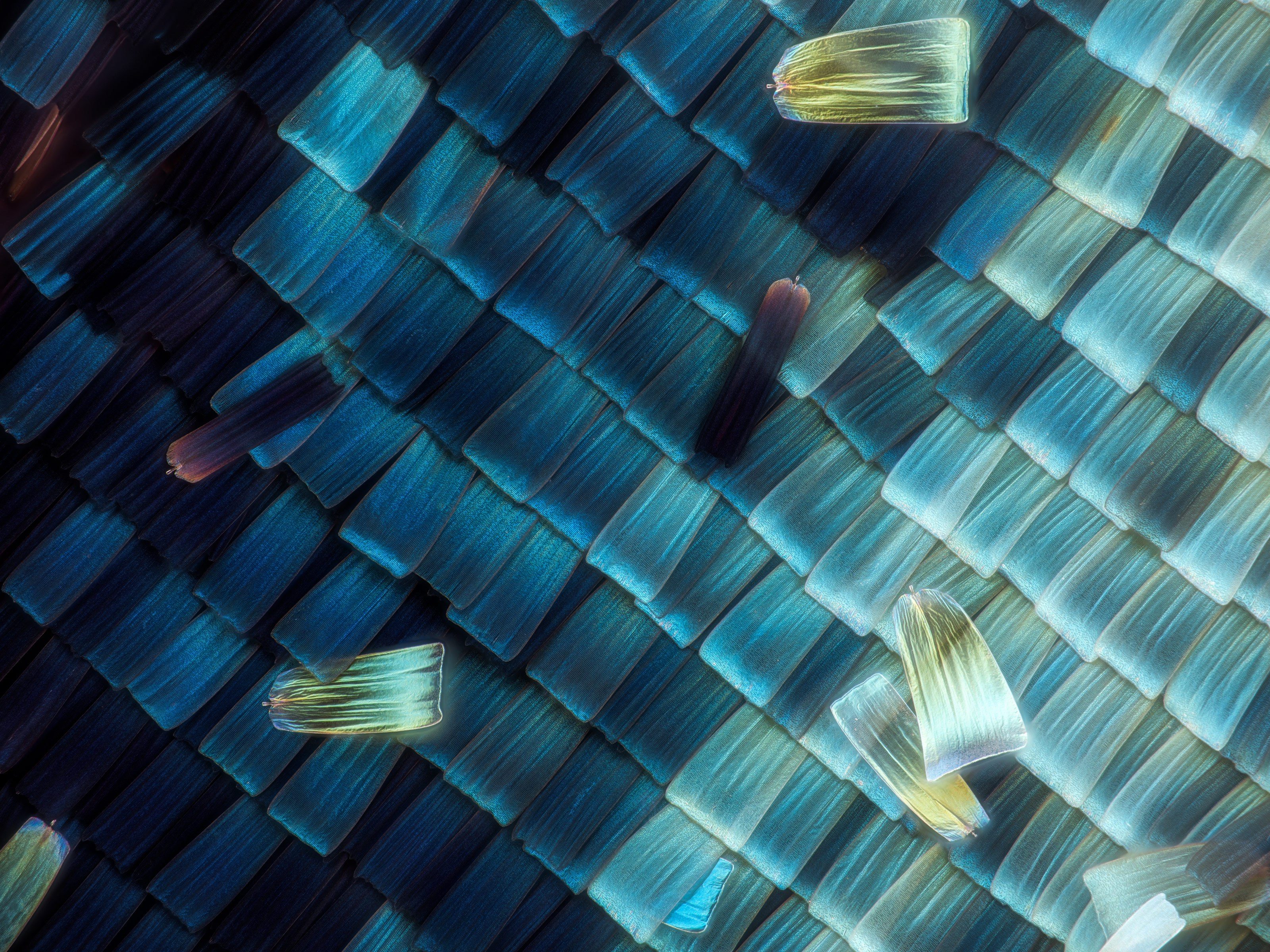 Alcides orontes (moth) wing | Nikon Small World