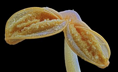 Campsis radicans (trumpet vine) stamen | Nikon’s Small World