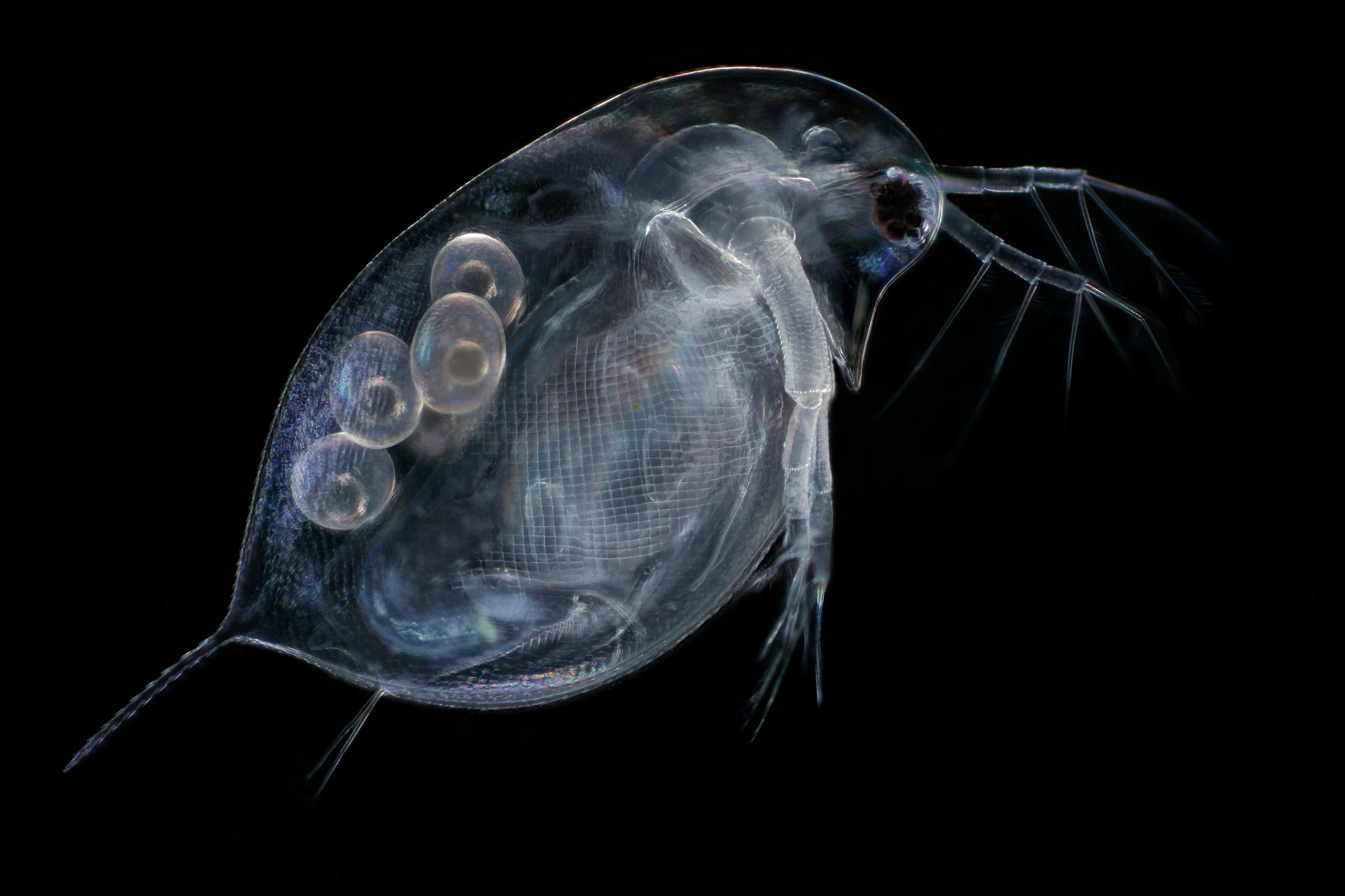 How Small Is A Microorganism