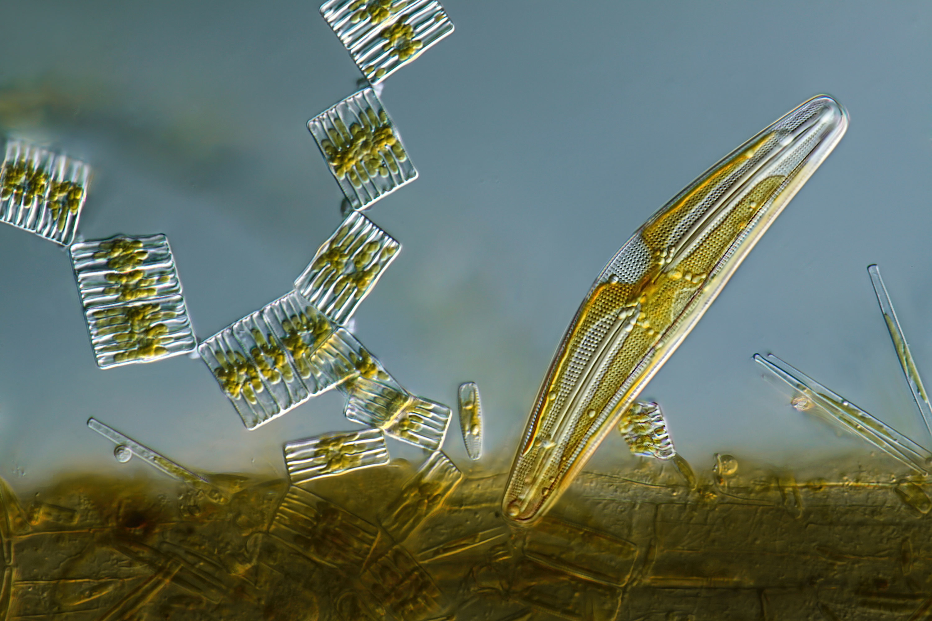 Tabellaria and Cymbella diatoms attached to a plant stem | Nikon Small ...