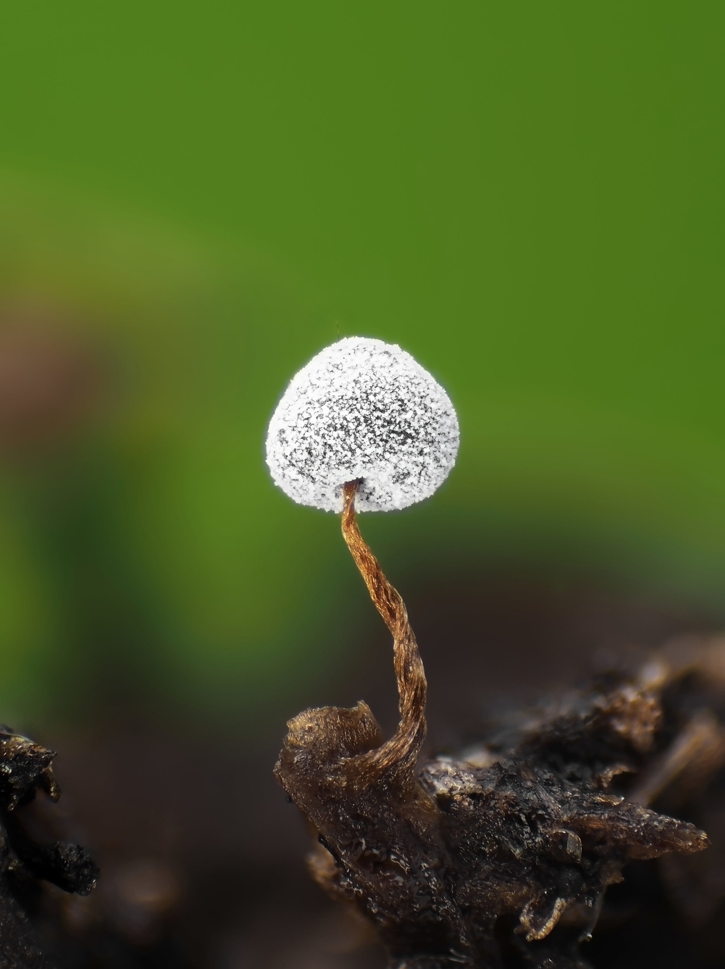 Slime mold | Nikon Small World