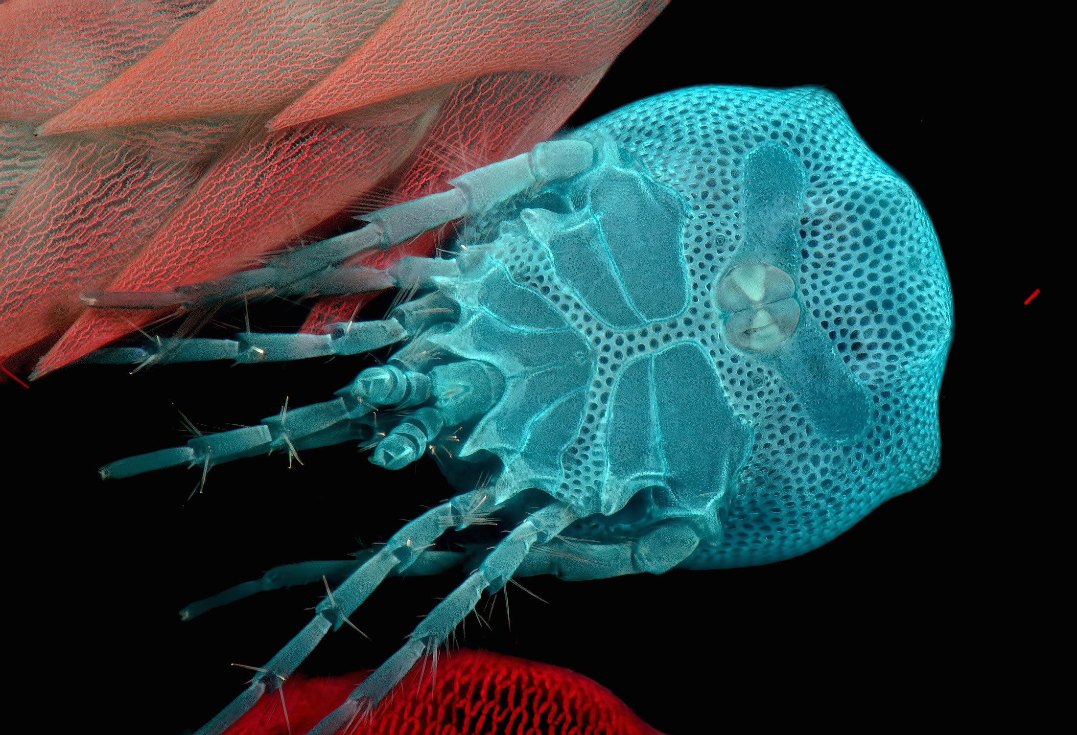 Water mite | Nikon Small World