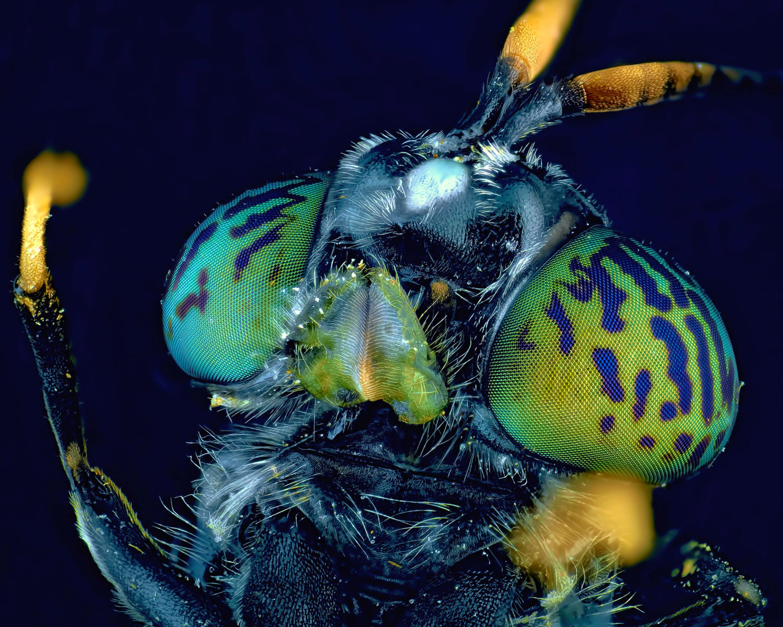 Black soldier fly (Hermetia illucens) | Nikon Small World