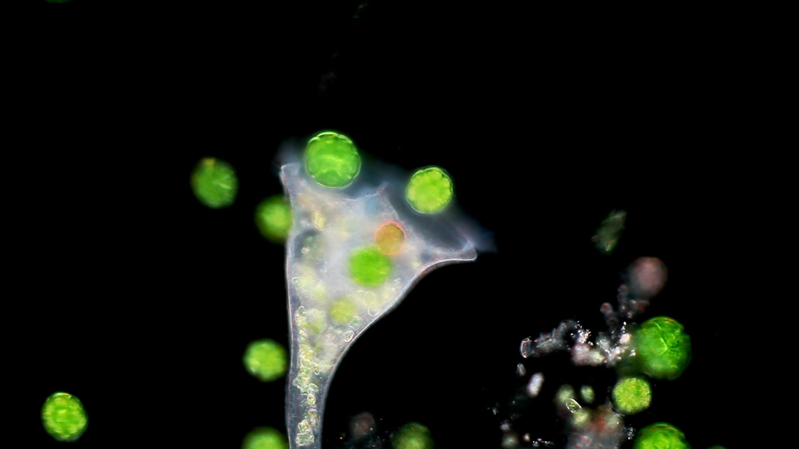 A stentor (ciliate) juggling green algae | Nikon Small World
