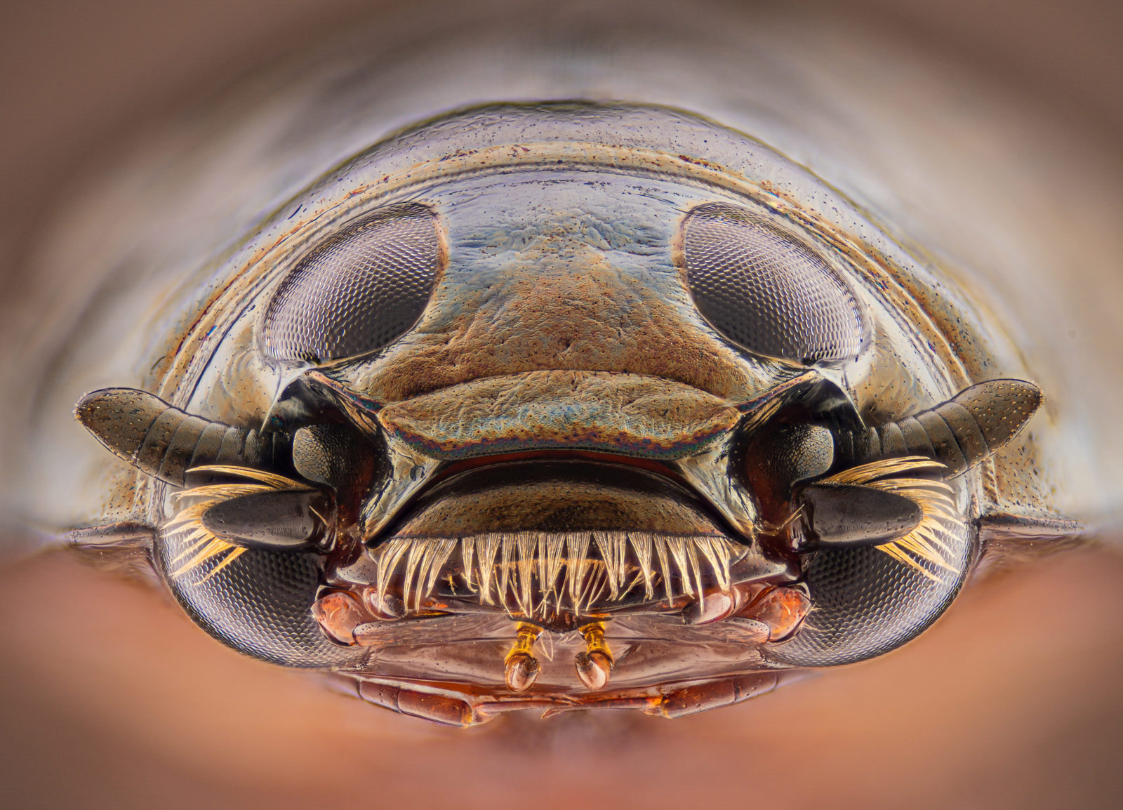 Whirligig beetle head (Gyrinus sp.) | Nikon Small World