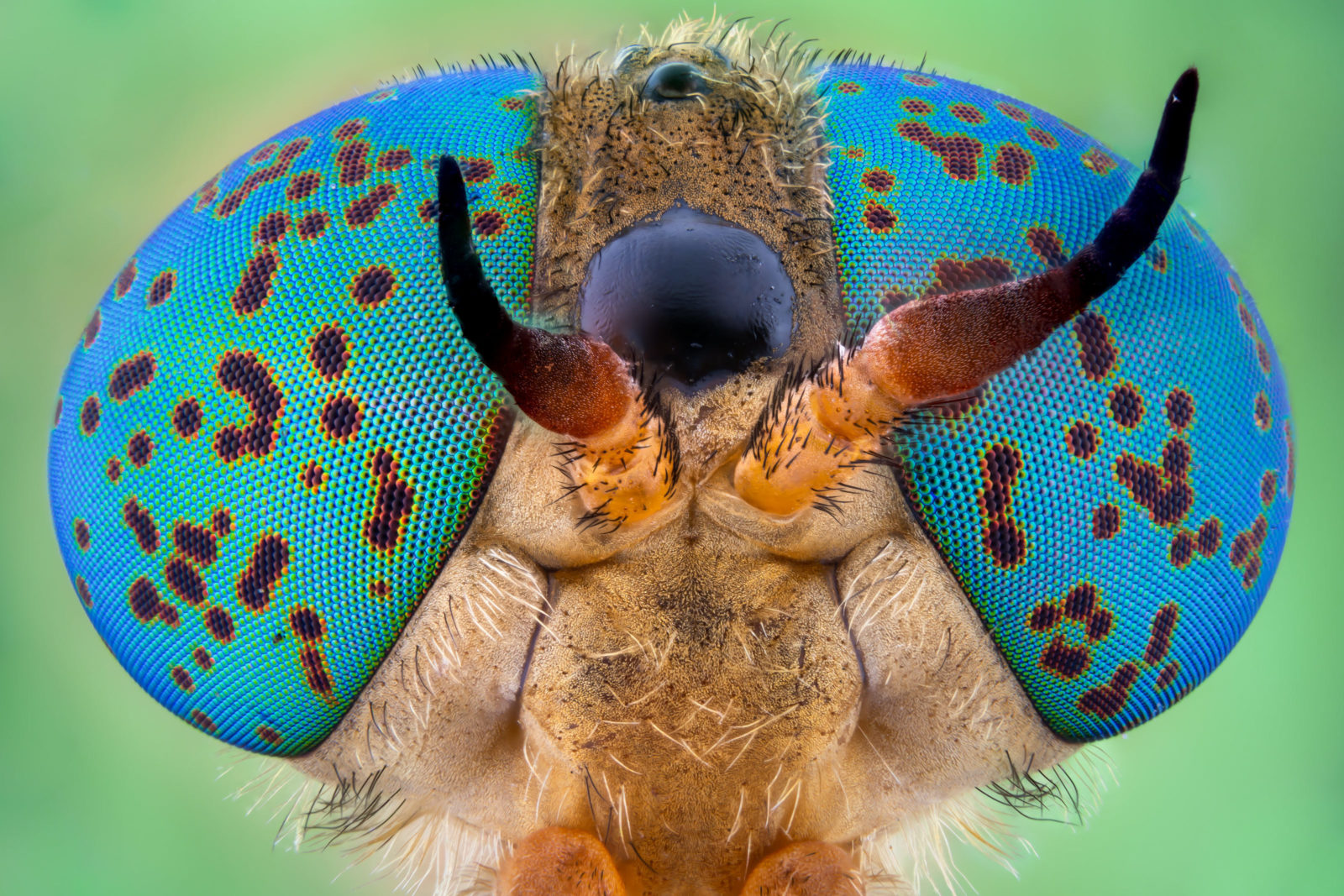 Horse-fly (Tabanidae) | Nikon Small World