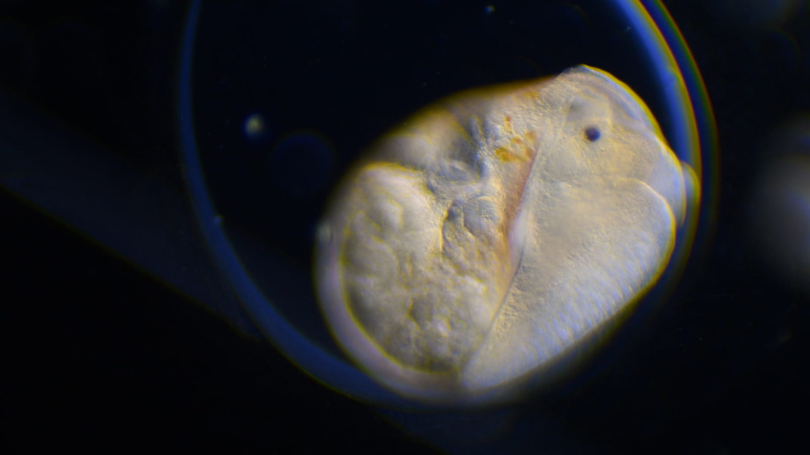 Developing freshwater snail embryo inside the egg | Nikon Small World