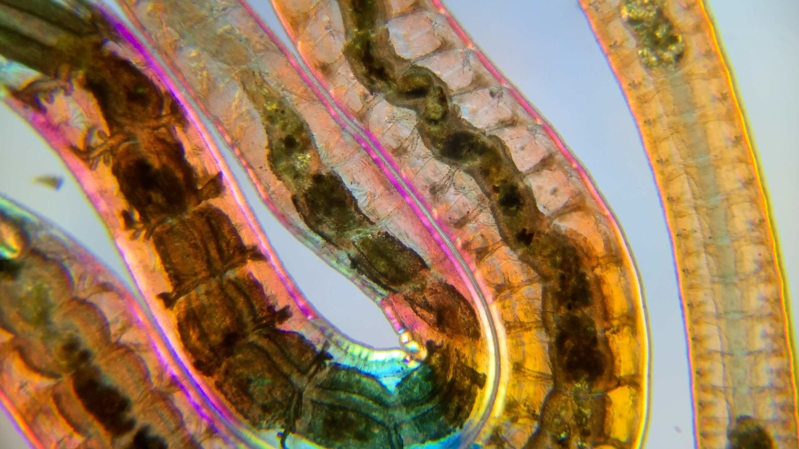 Microscopio Lumbriculus Variegatus Analysis Of Cell Proliferation And