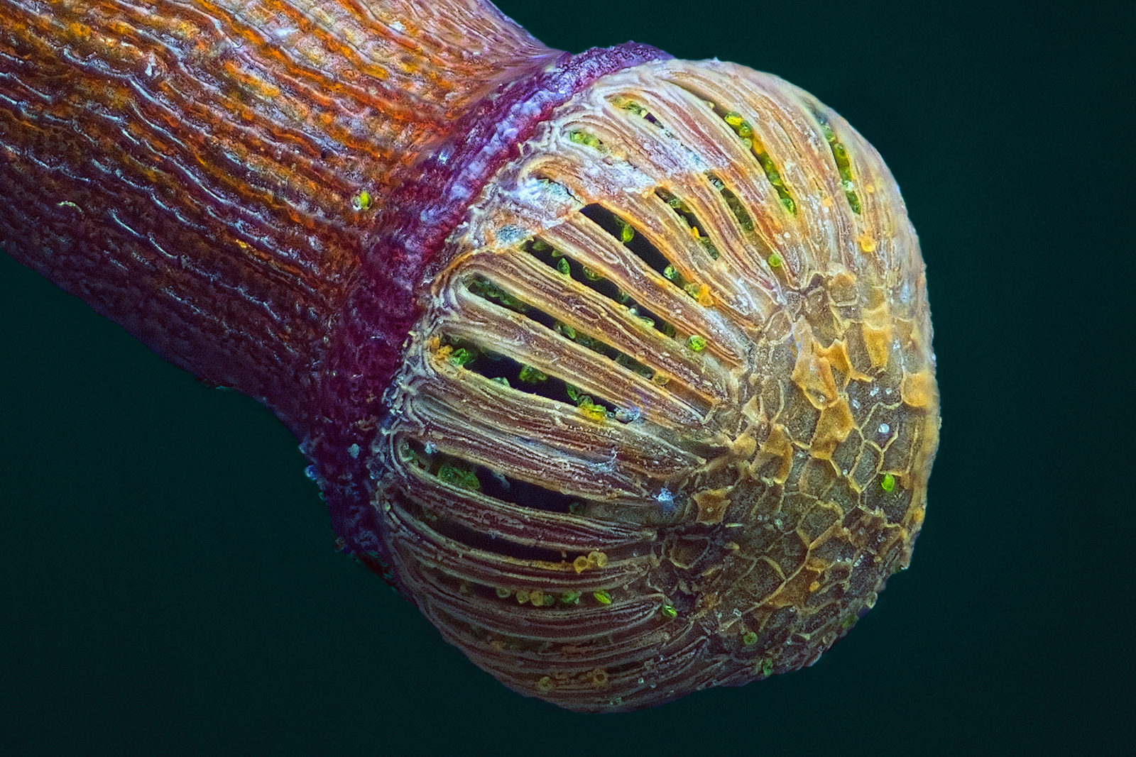 Moss capsule with spores | Nikon Small World