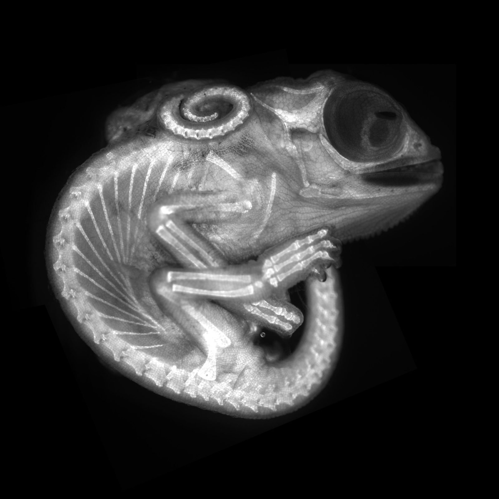 Chameleon embryo (autofluorescence) | Nikon Small World