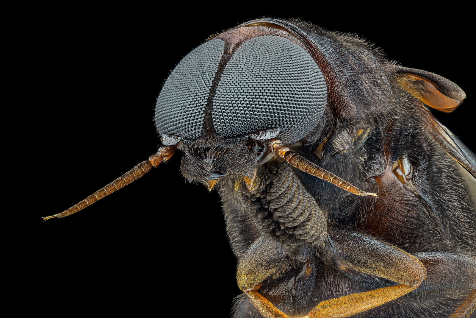 Ship-timber beetle (Lymexylidae) | Nikon Small World