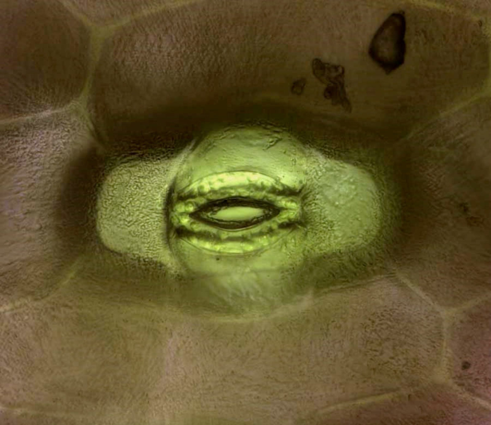 Herb leaf stoma (breathing pore) | Nikon Small World