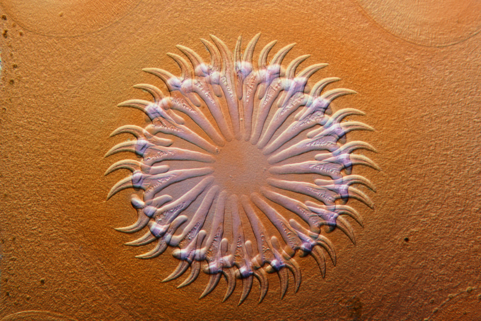 Head of a tapeworm (Taenia pisiformis) | Nikon Small World
