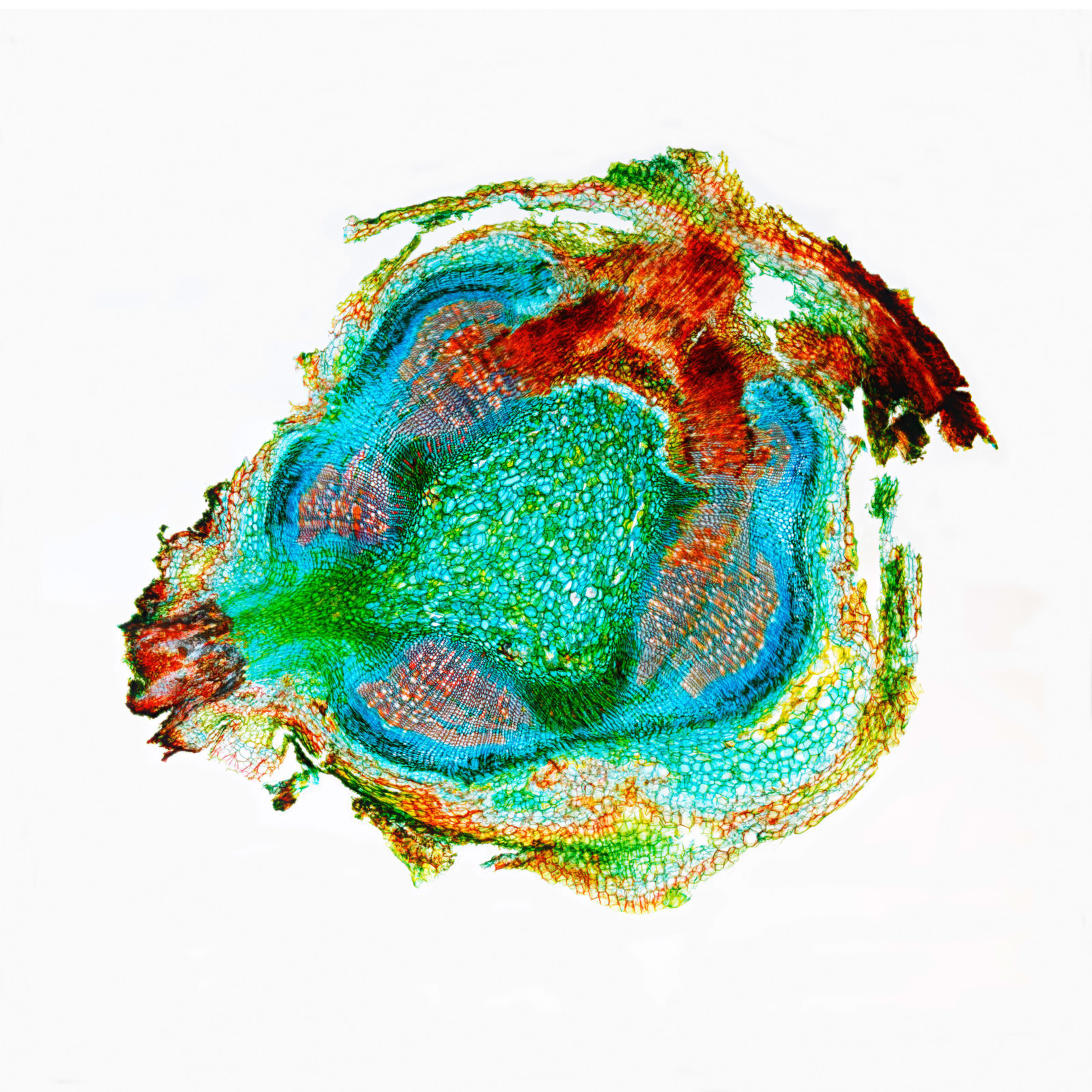 Sweet violet (Viola odorata) root - transversal section | Nikon Small World