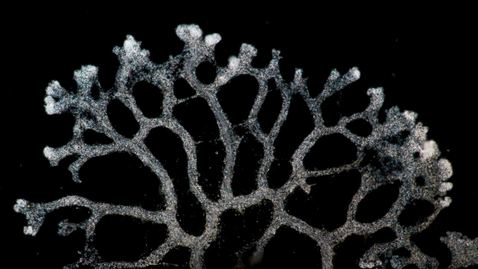 Cytoplasmic streaming in slime mold | Nikon Small World