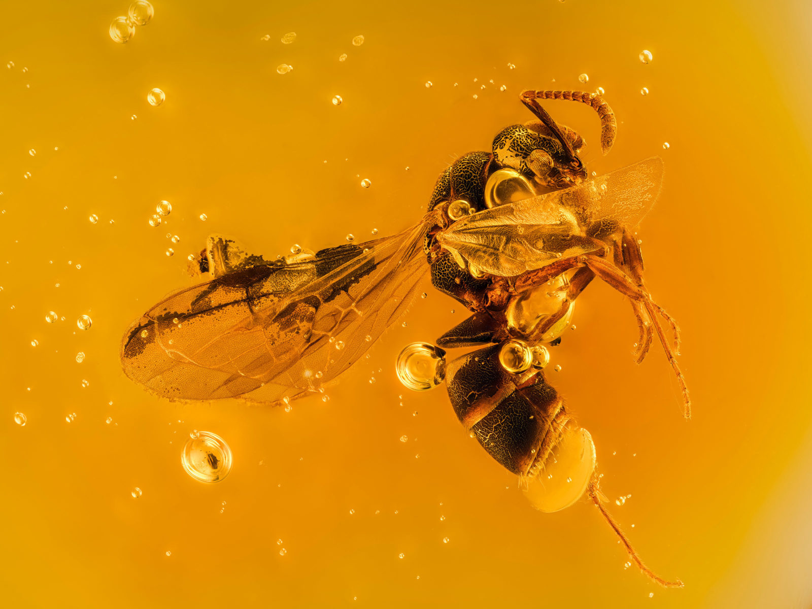 20 million year old winged ant trapped in amber resin | Nikon Small World