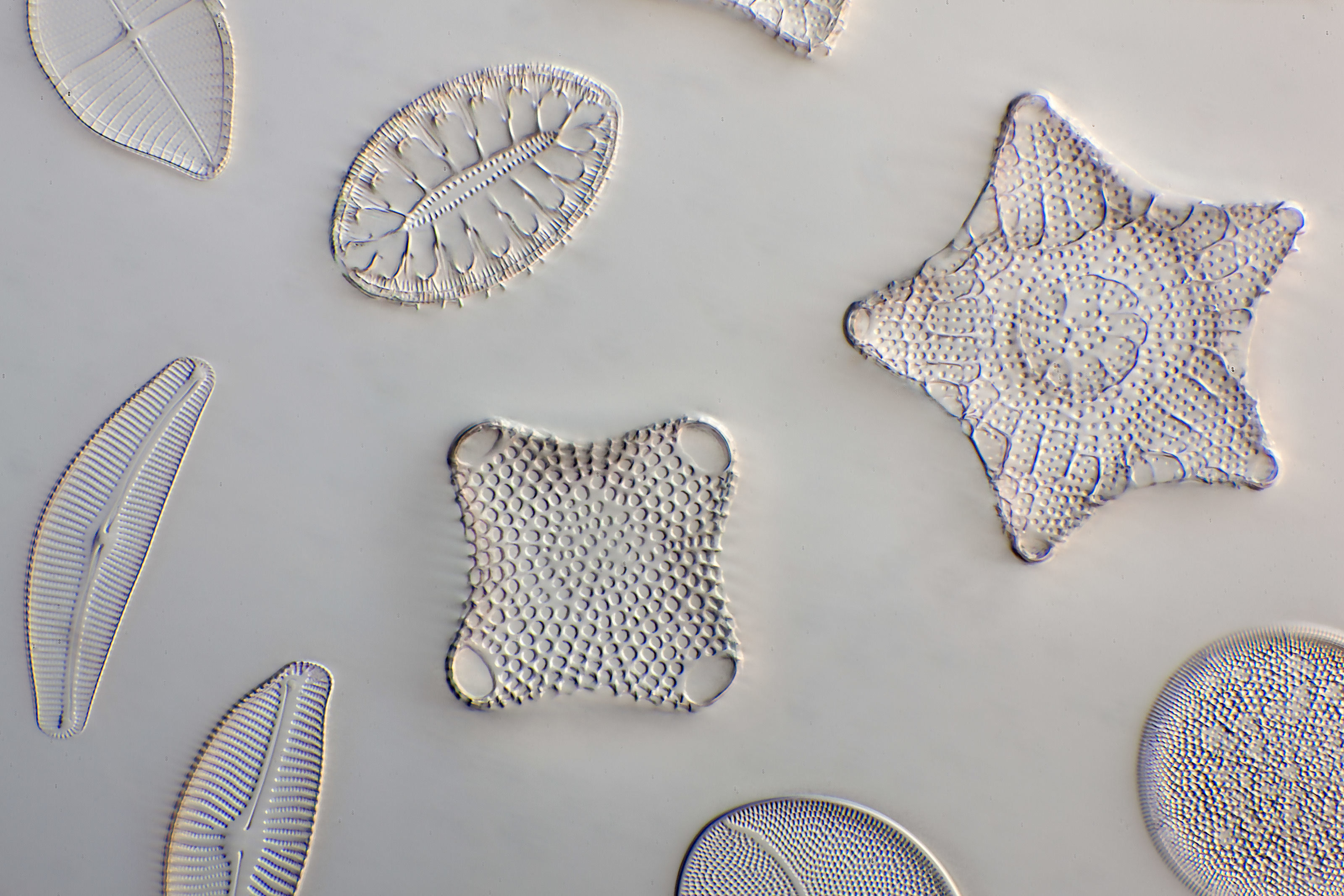 Diatoms | Nikon Small World