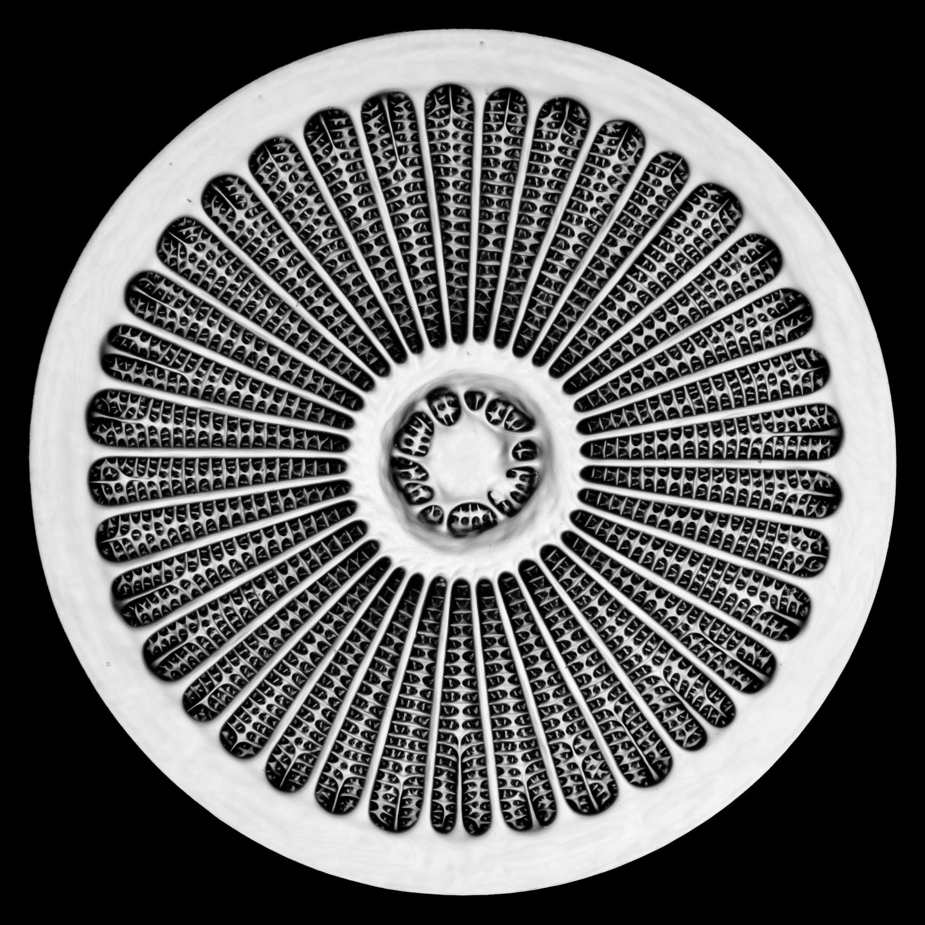 Silica cell wall of the marine diatom Arachnoidiscus sp. | Nikon Small ...